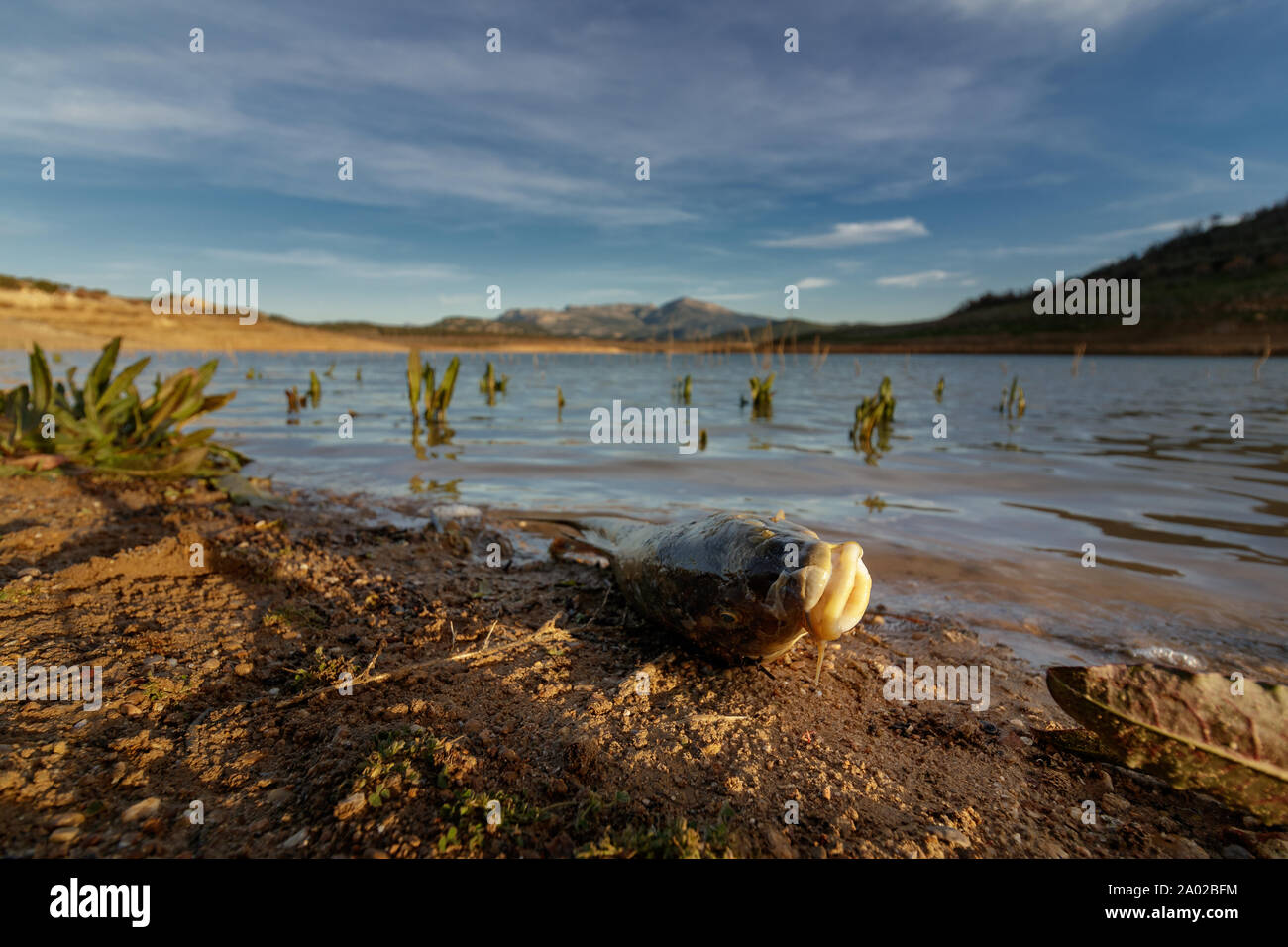 Dead Rotting Fish High Resolution Stock Photography and Images - Alamy