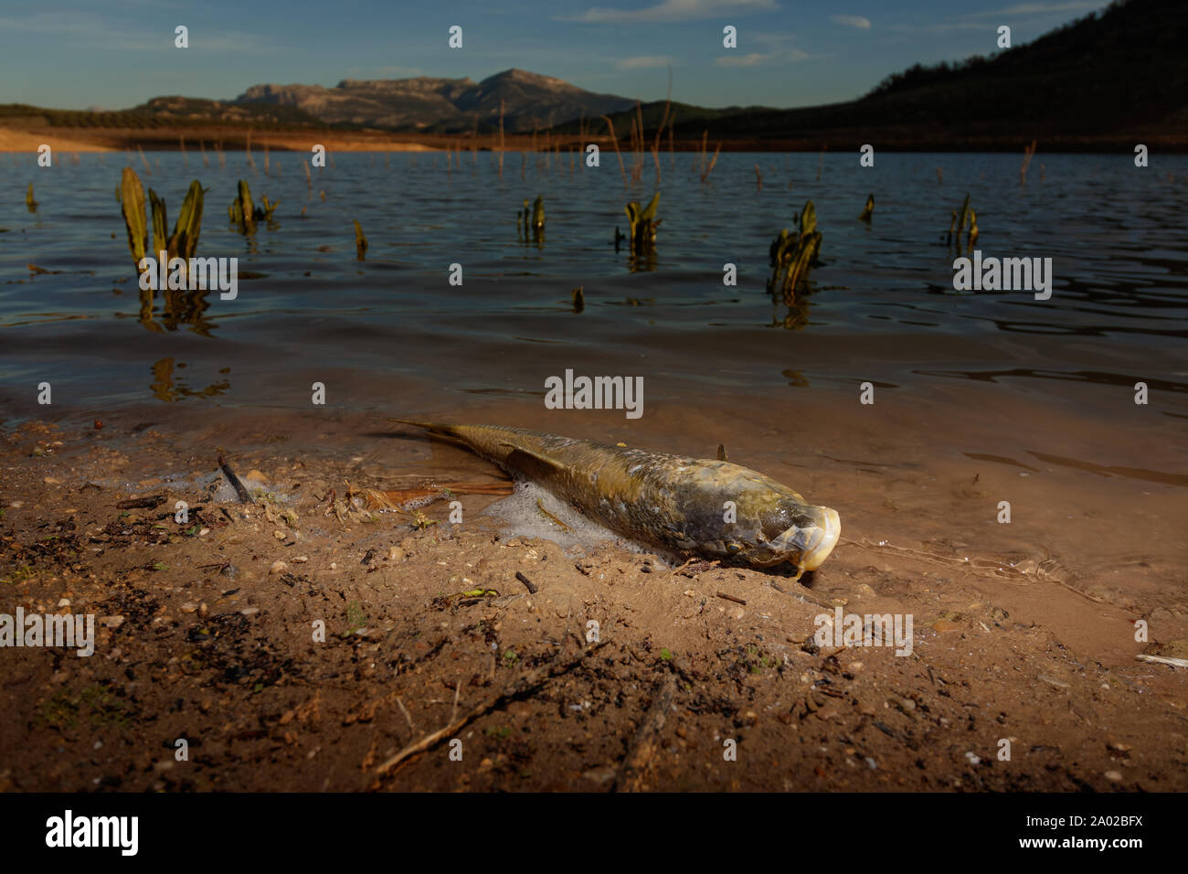 Dead road fish on lake hi-res stock photography and images - Alamy