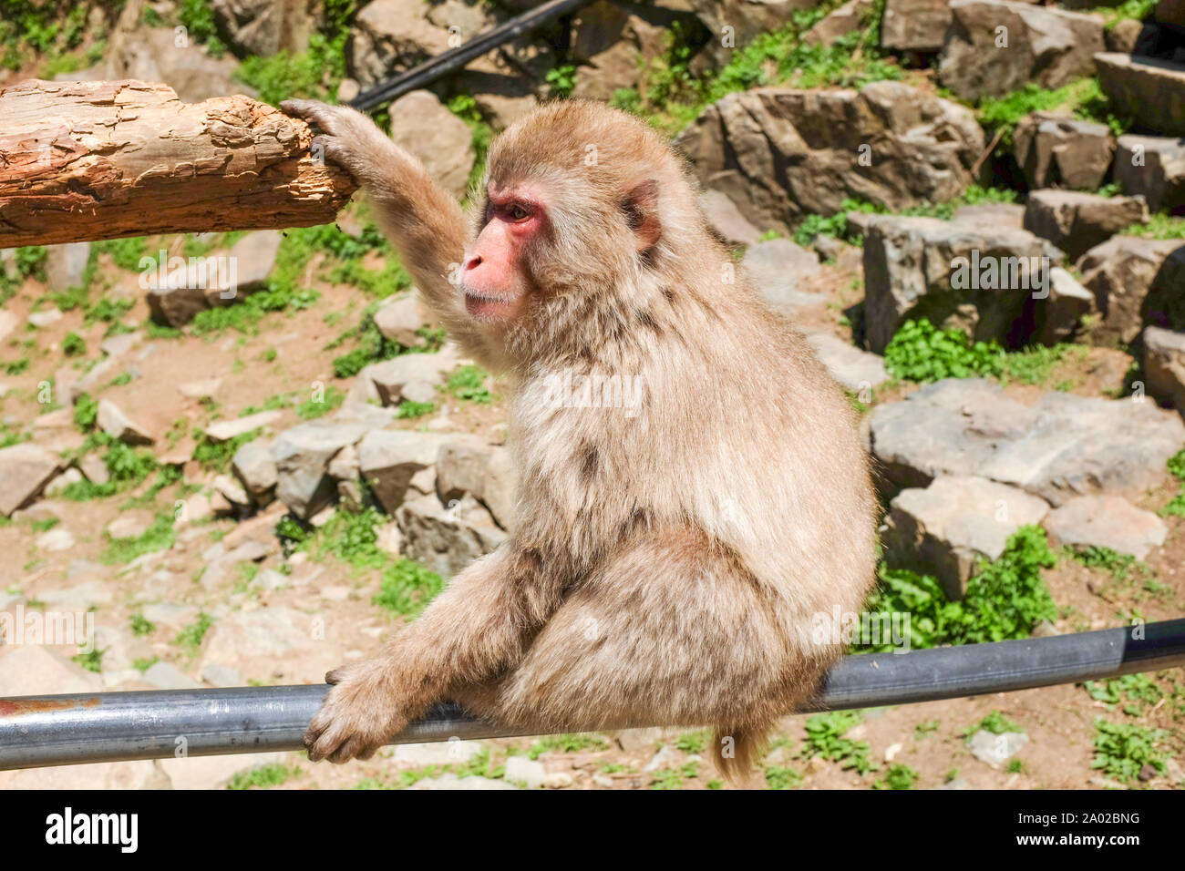 Jigokudani Monkey park, Yamanouchi, Yudanaka, Shibu Onsen, Nagano Stock ...