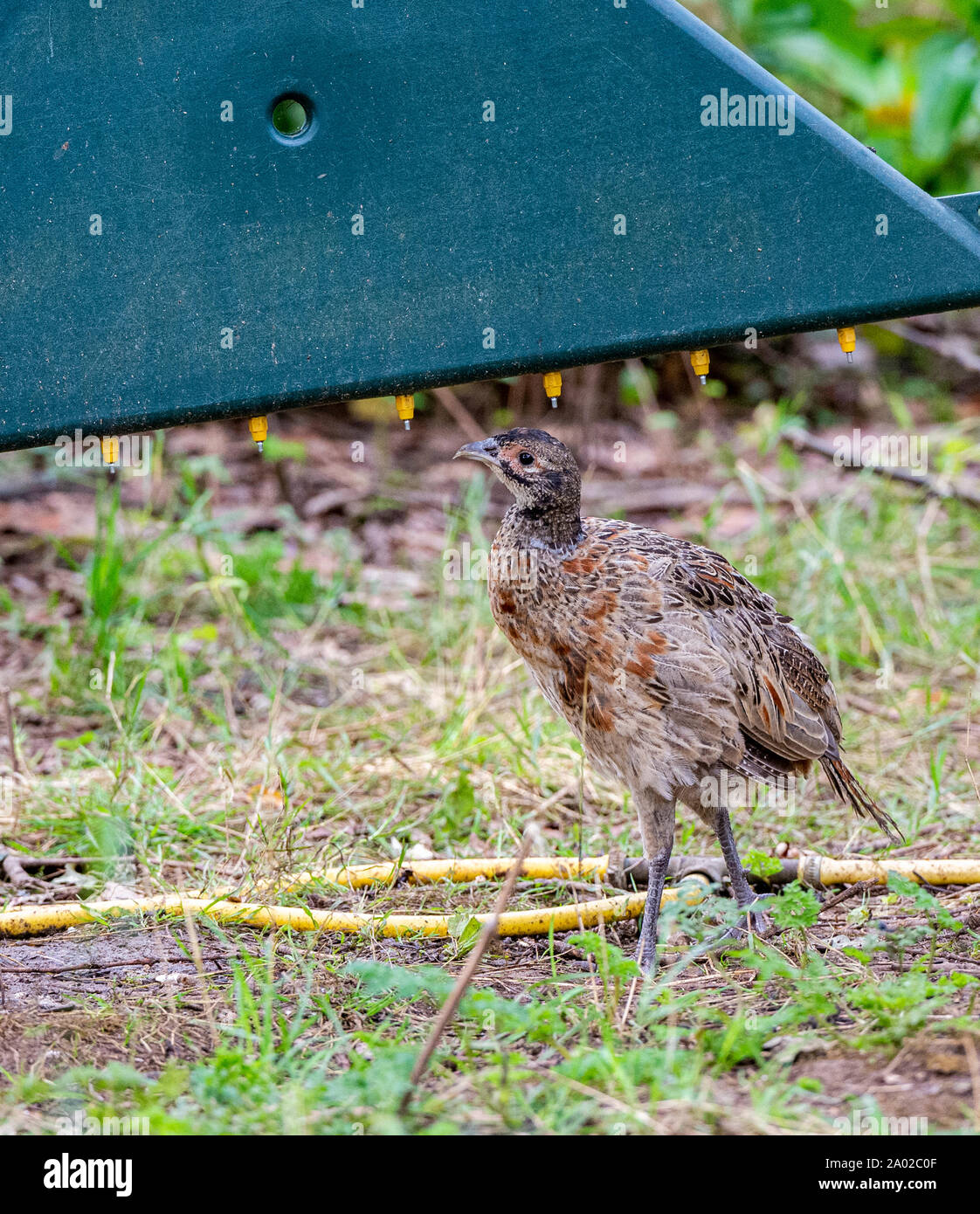Old english game chick hi-res stock photography and images - Alamy