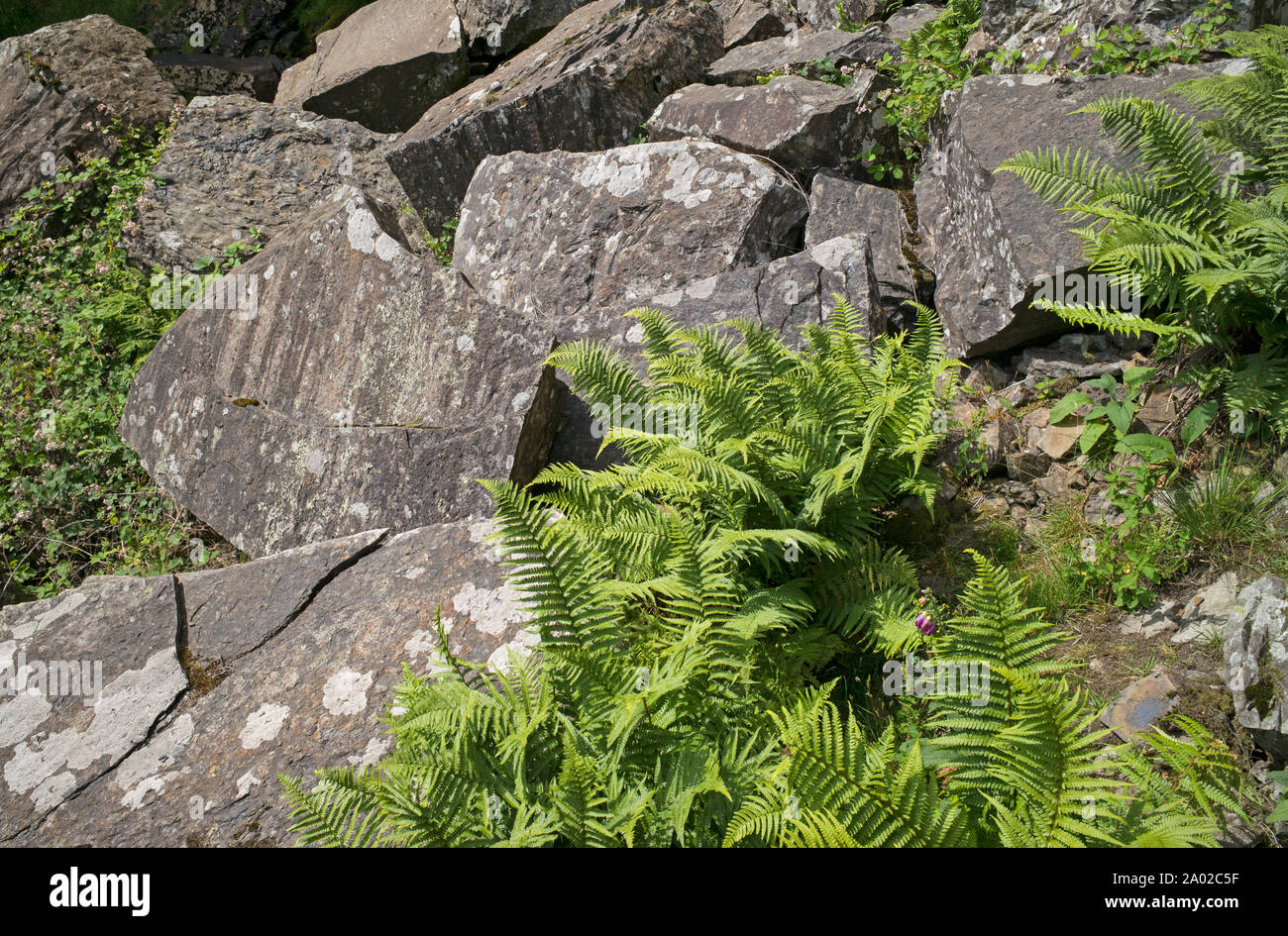 Sandstone rocks with patches of lichen lying among bracken and brambles ...