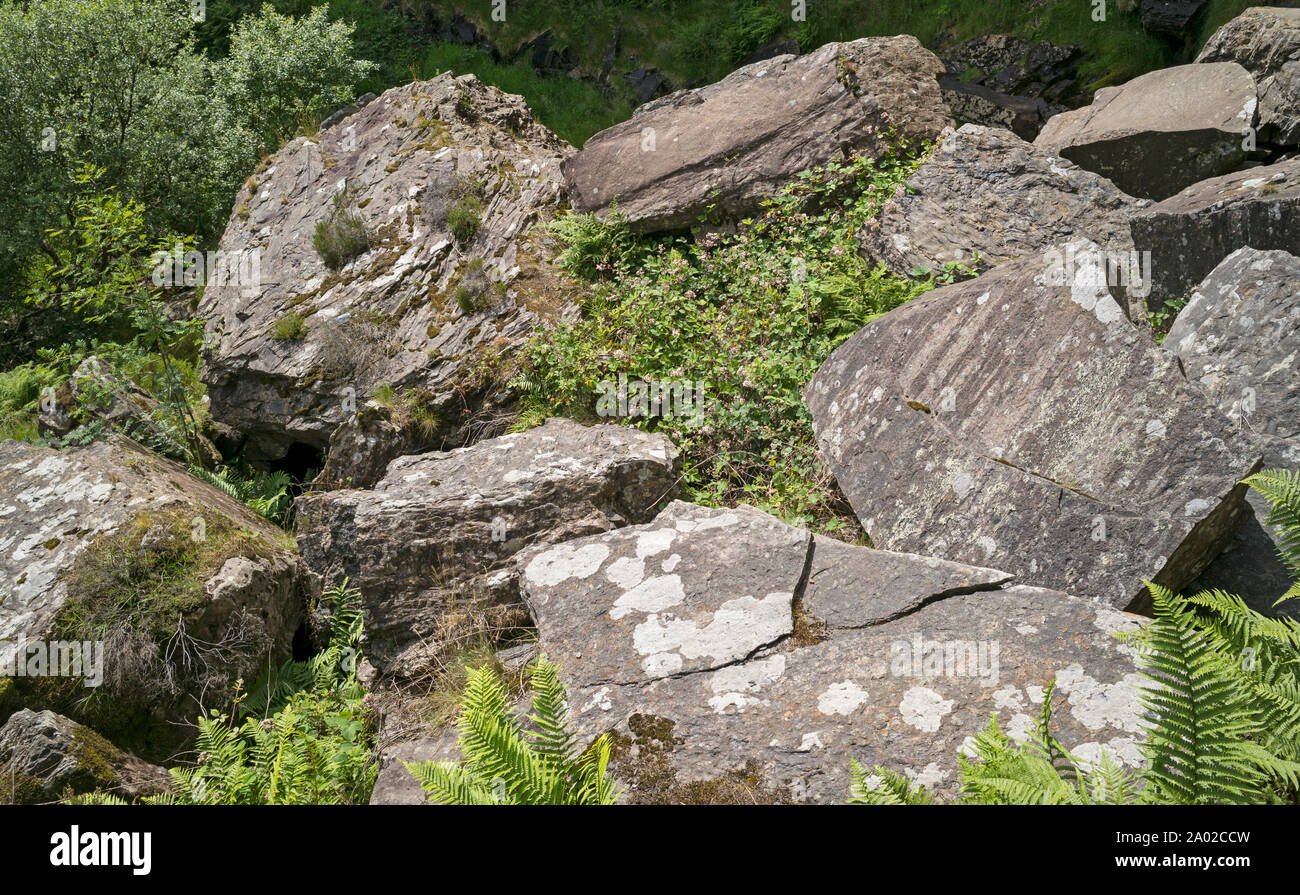 Sandstone rocks with patches of lichen lying among bracken, brambles ...