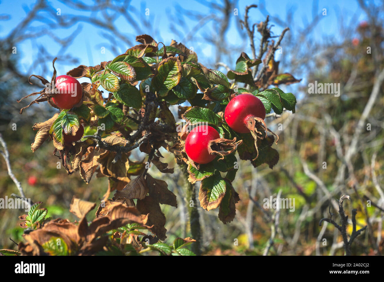 On the rose bush hi-res stock photography and images - Alamy