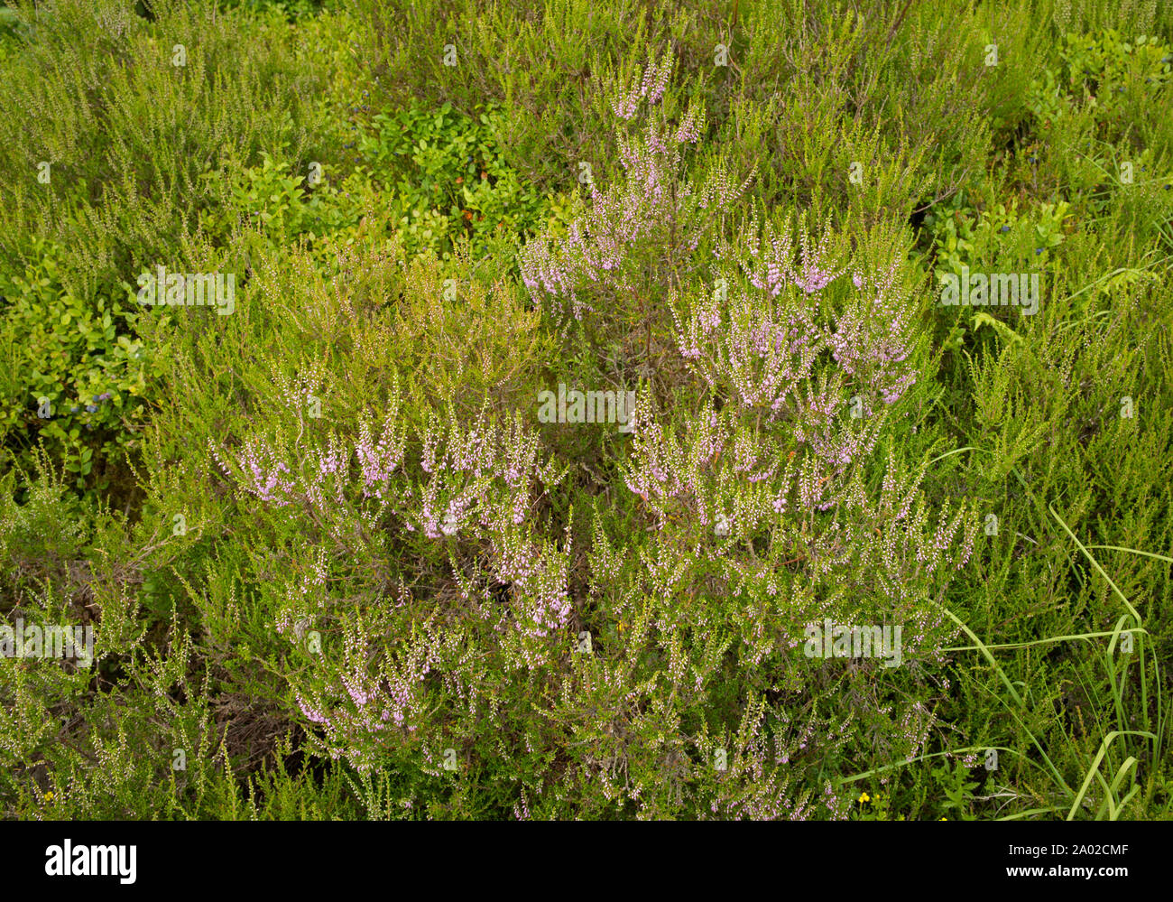 Heather growing among other moorland plants on hillside above ...