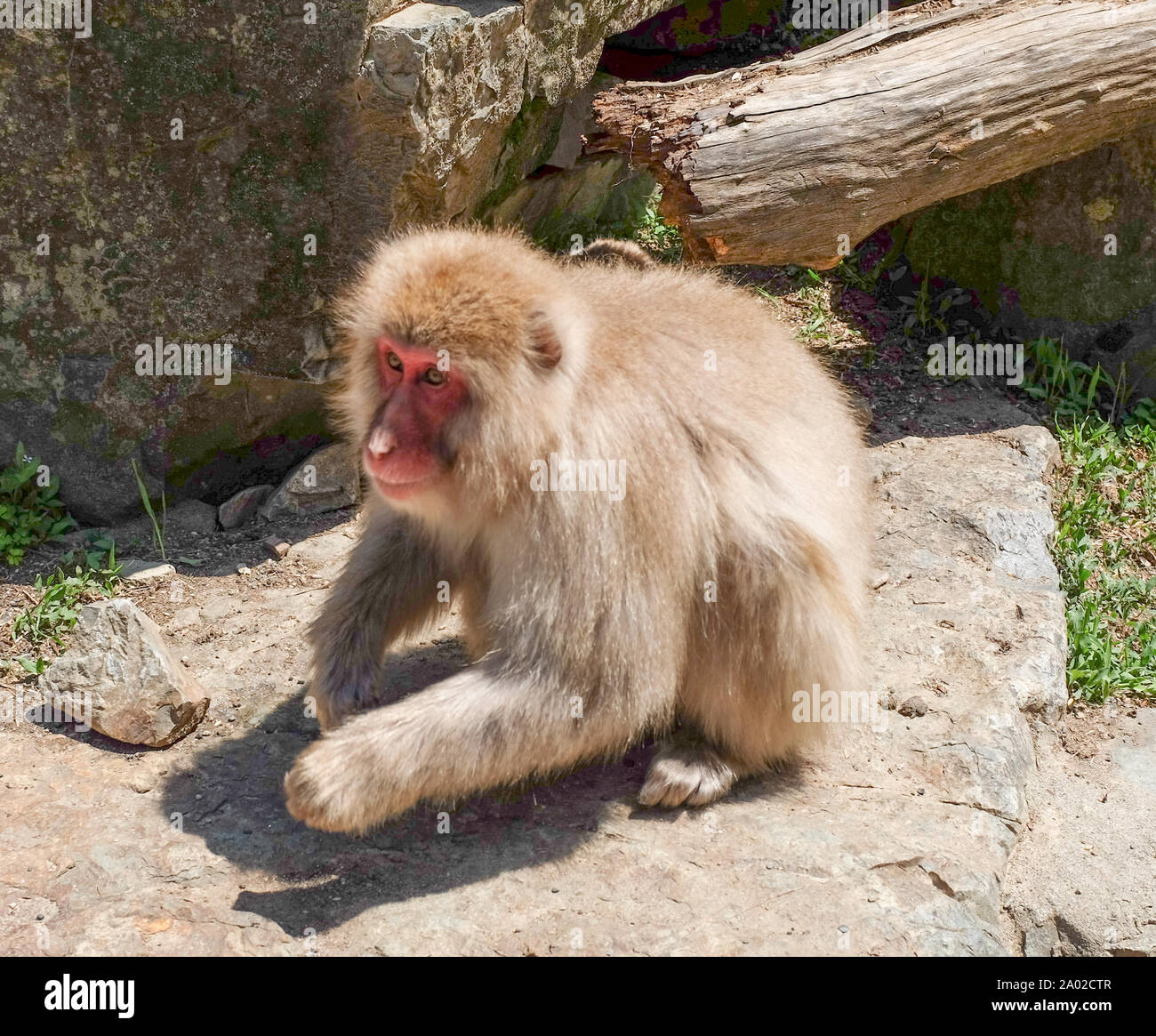 Jigokudani Monkey park, Yamanouchi, Yudanaka, Shibu Onsen, Nagano Stock ...