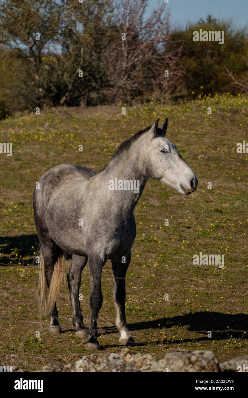 Horse stand hi-res stock photography and images - Alamy