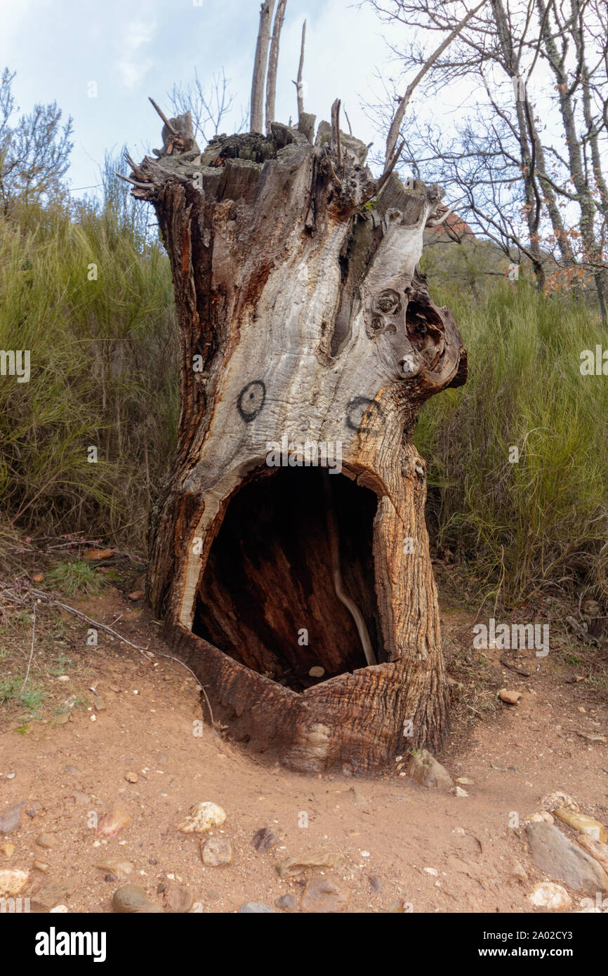 Hollowed Out Tree High Resolution Stock Photography and Images - Alamy