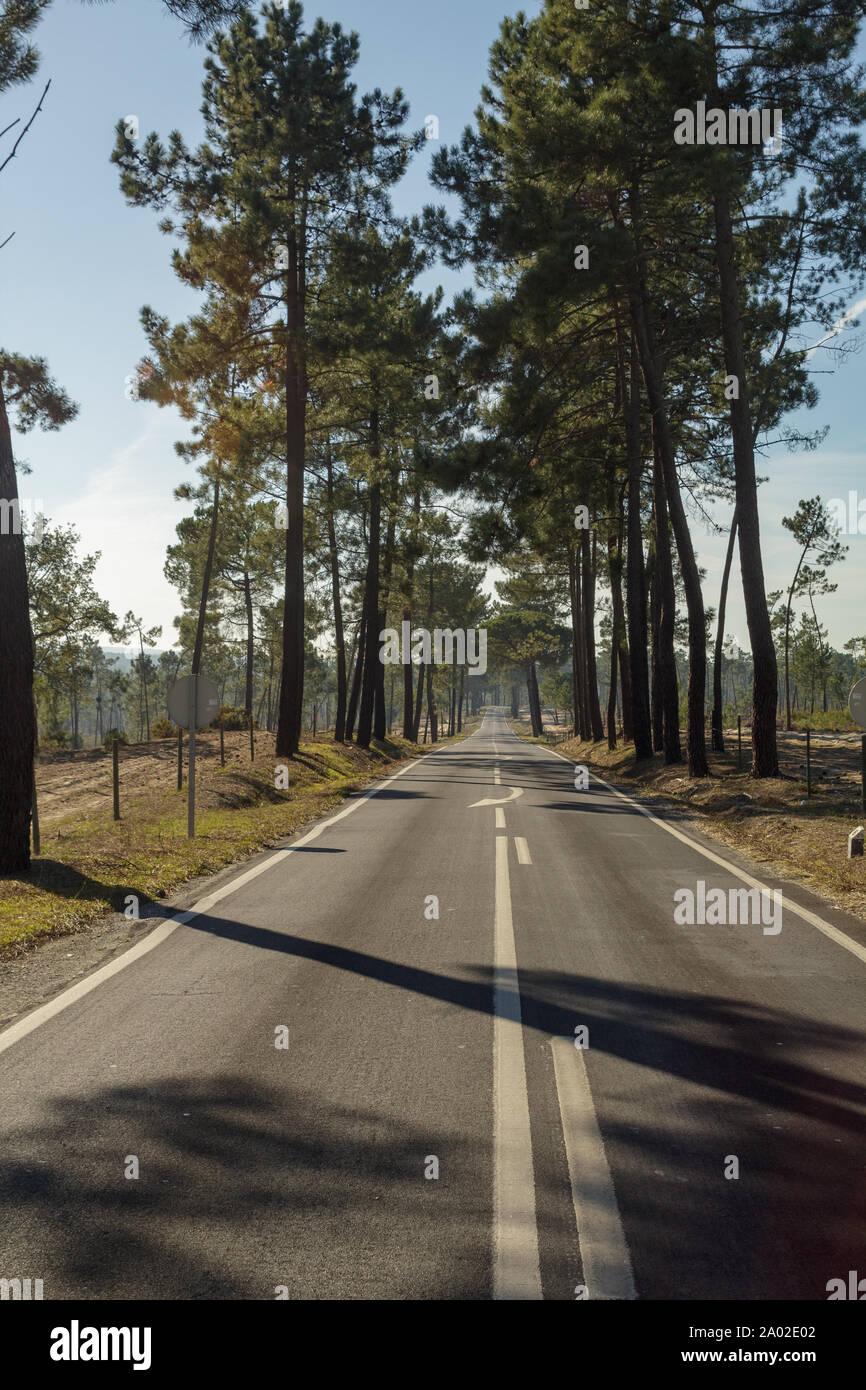 Straight line of trees hi-res stock photography and images - Alamy