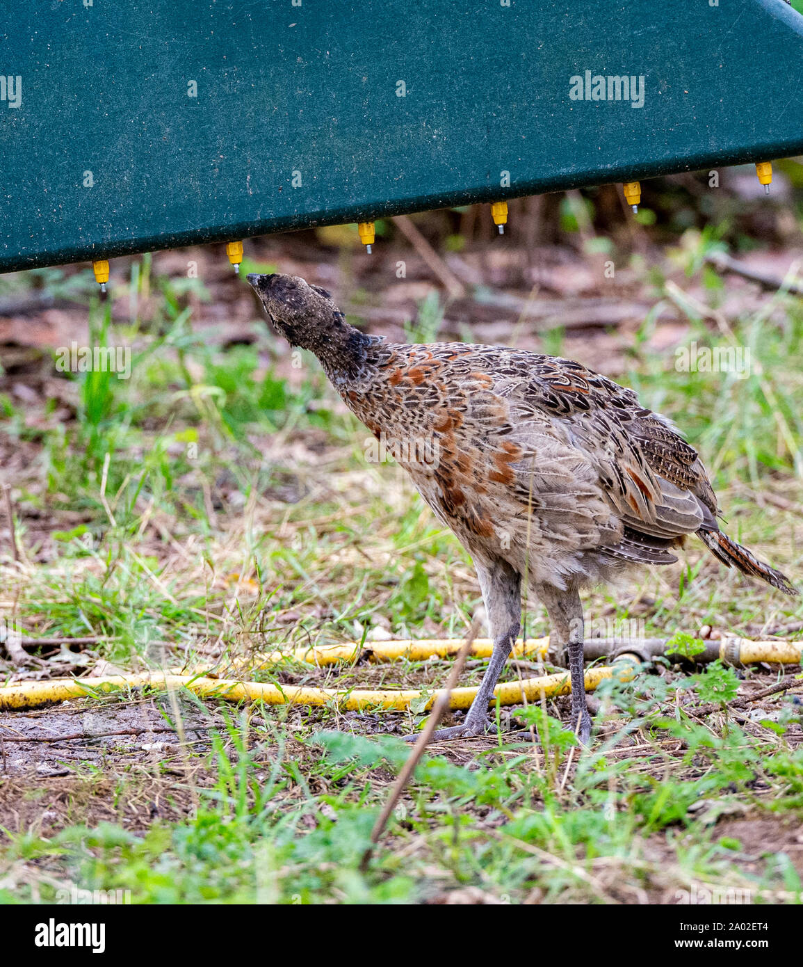 Ten week old pheasant chick, (Phasianus colchicus) often known as a ...