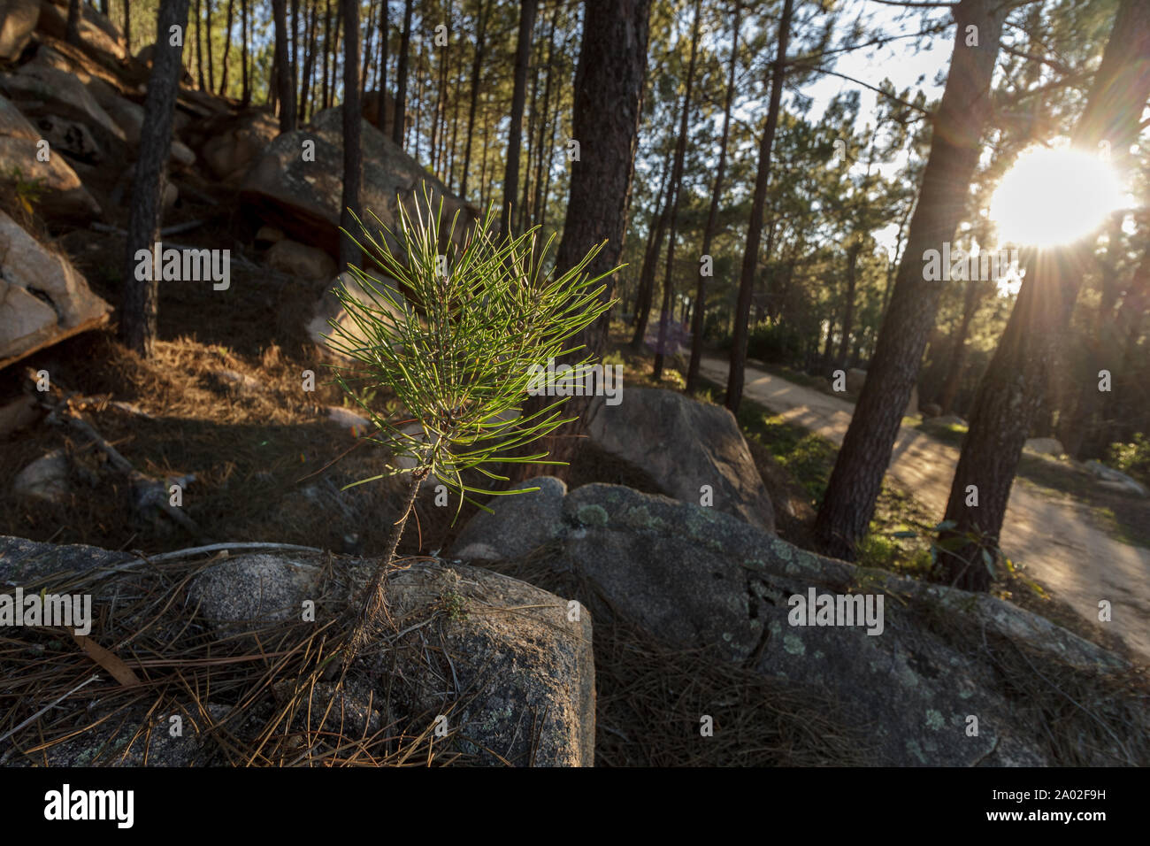 Pine sapling growing between rocks in the sunshine Stock Photo - Alamy