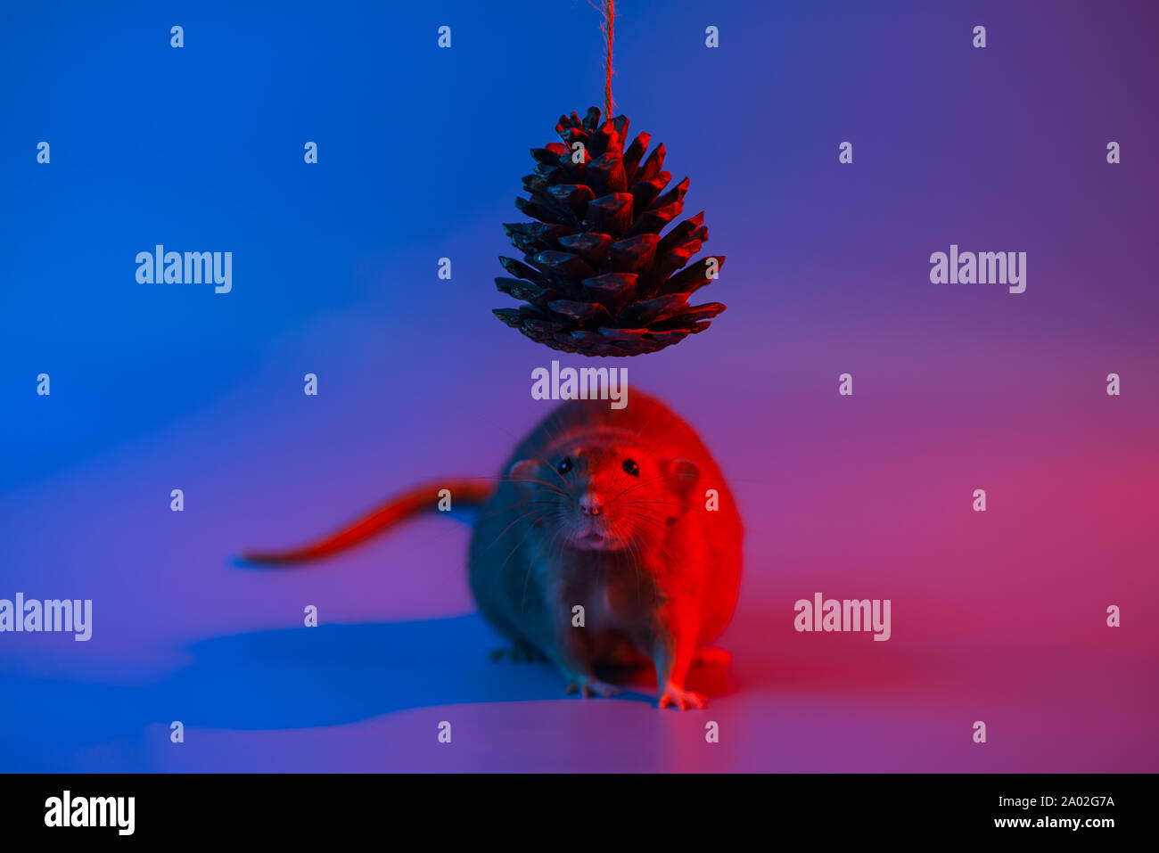 decorative rat symbol of the year and the cone of the Christmas tree in ...