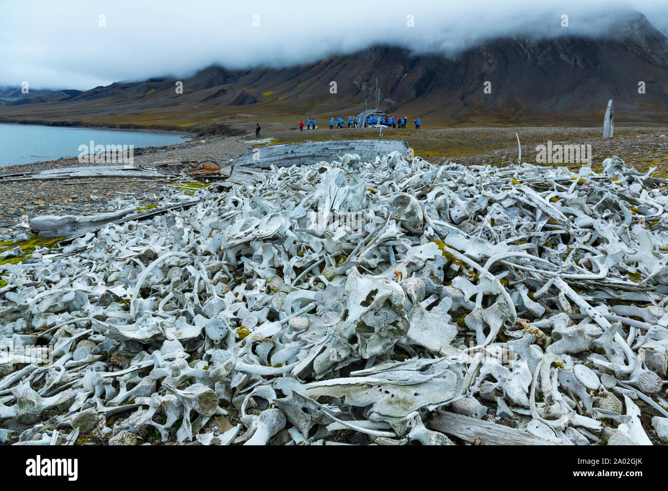 Beluga or white whale, (Delphinapterus leucas), Bellsund, Svalbard ...