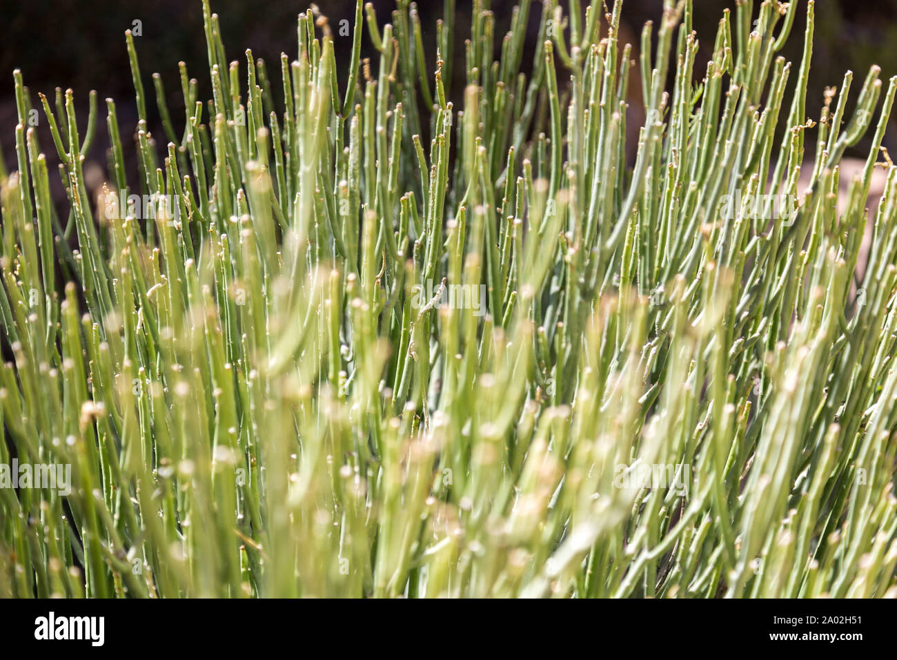 Texture of a green plant in Namib Naukluft Park, Namibia Stock Photo ...