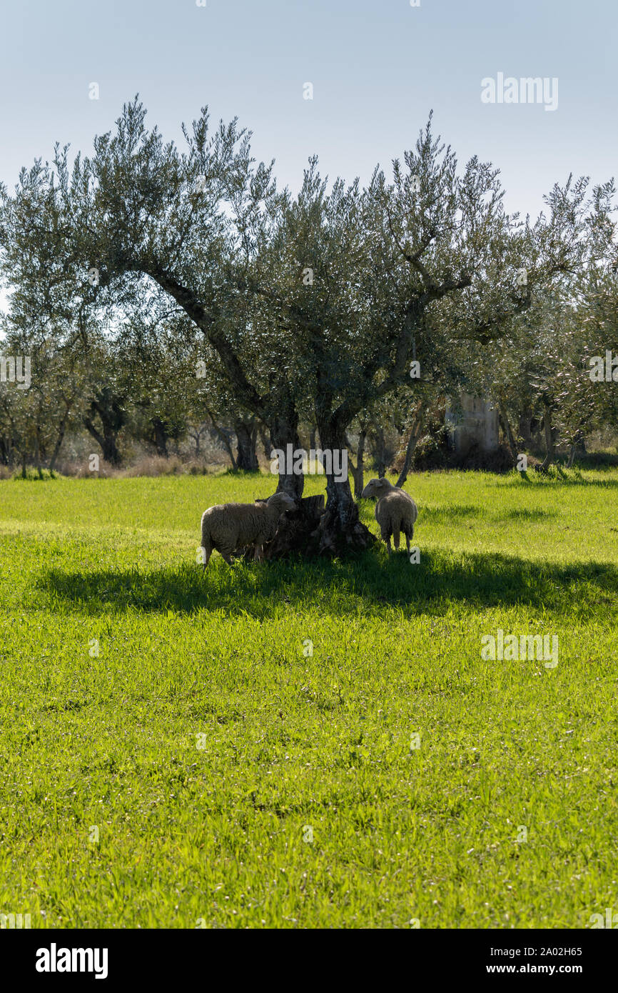 Olive tree sheep hi-res stock photography and images - Alamy