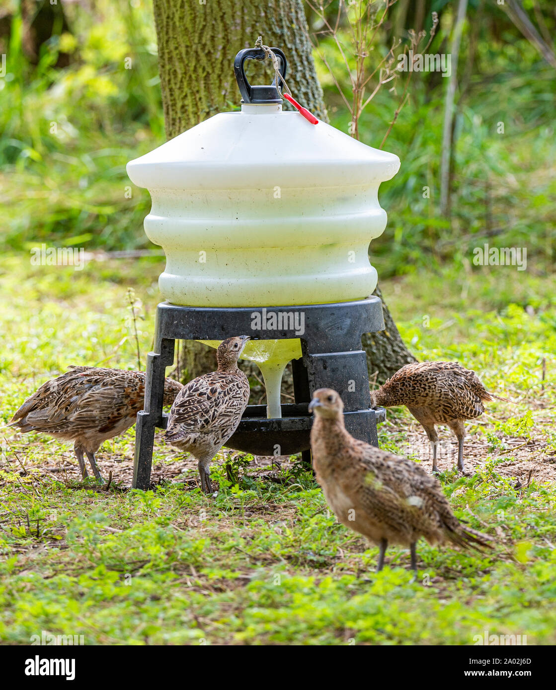 Ten week old pheasant chicks, (Phasianus colchicus) often known as ...