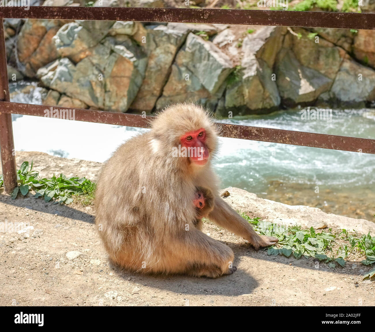 Jigokudani Monkey park, Yamanouchi, Yudanaka, Shibu Onsen, Nagano Stock ...