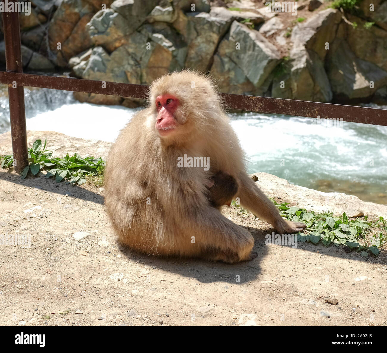 Jigokudani Monkey park, Yamanouchi, Yudanaka, Shibu Onsen, Nagano Stock ...