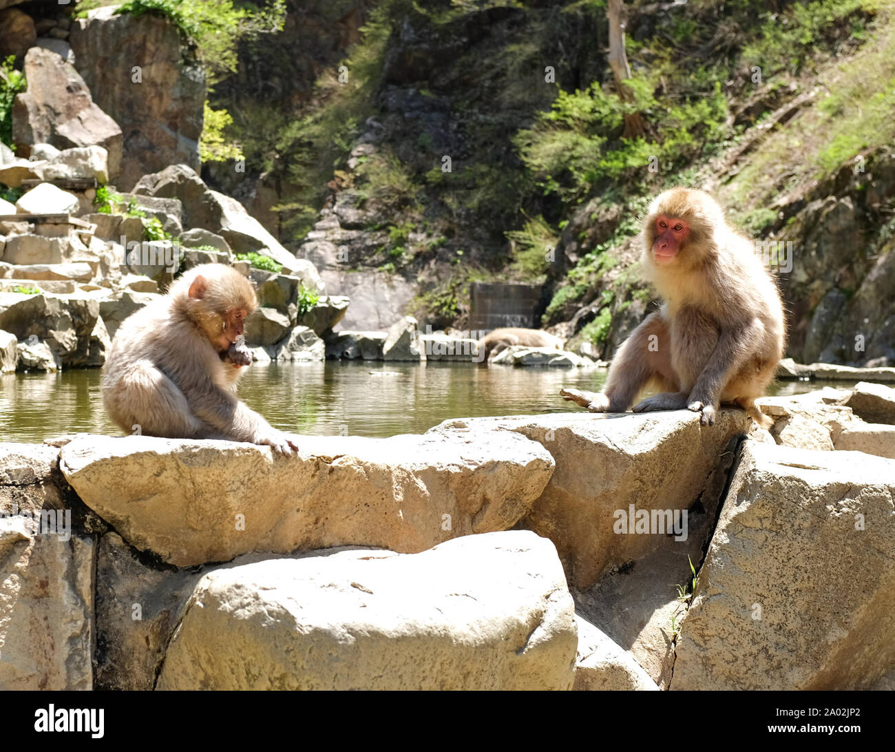 Jigokudani Monkey park, Yamanouchi, Yudanaka, Shibu Onsen, Nagano Stock ...