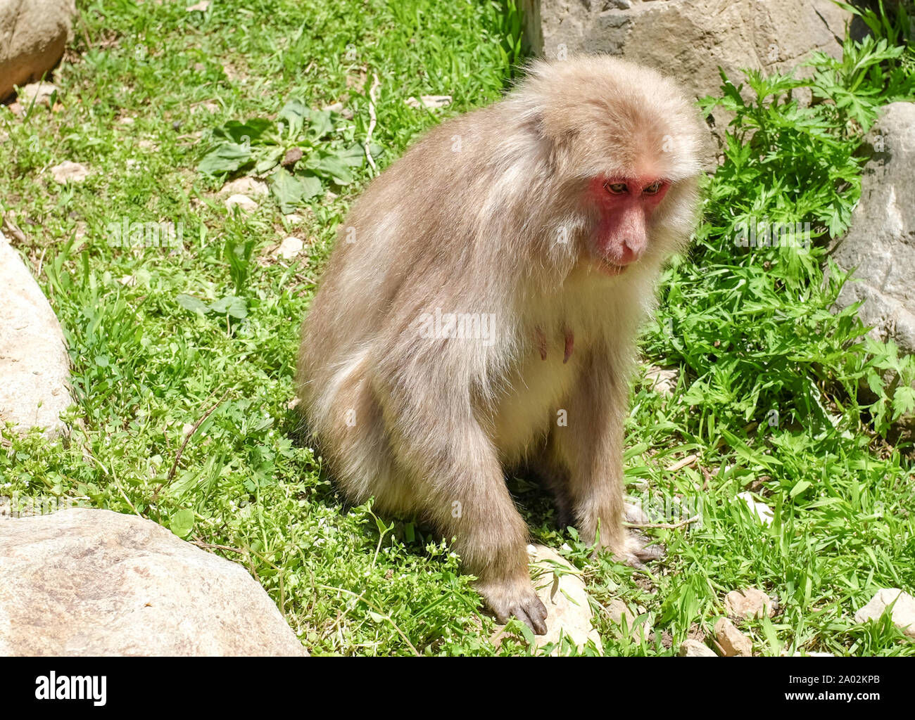 Jigokudani Monkey park, Yamanouchi, Yudanaka, Shibu Onsen, Nagano Stock ...