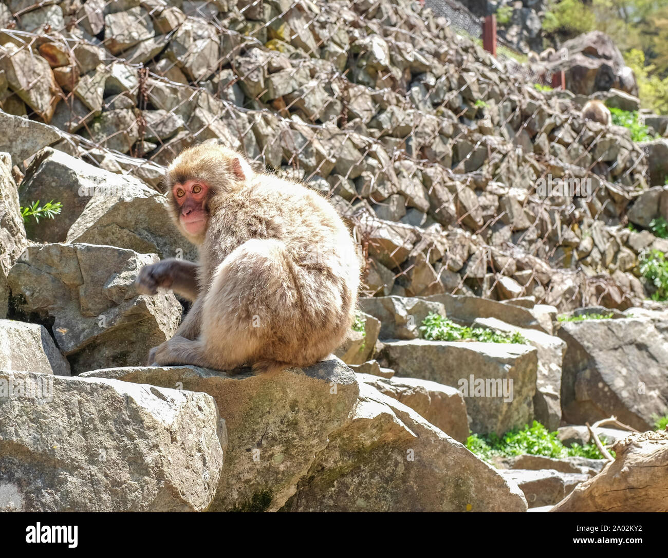 Jigokudani Monkey park, Yamanouchi, Yudanaka, Shibu Onsen, Nagano Stock ...