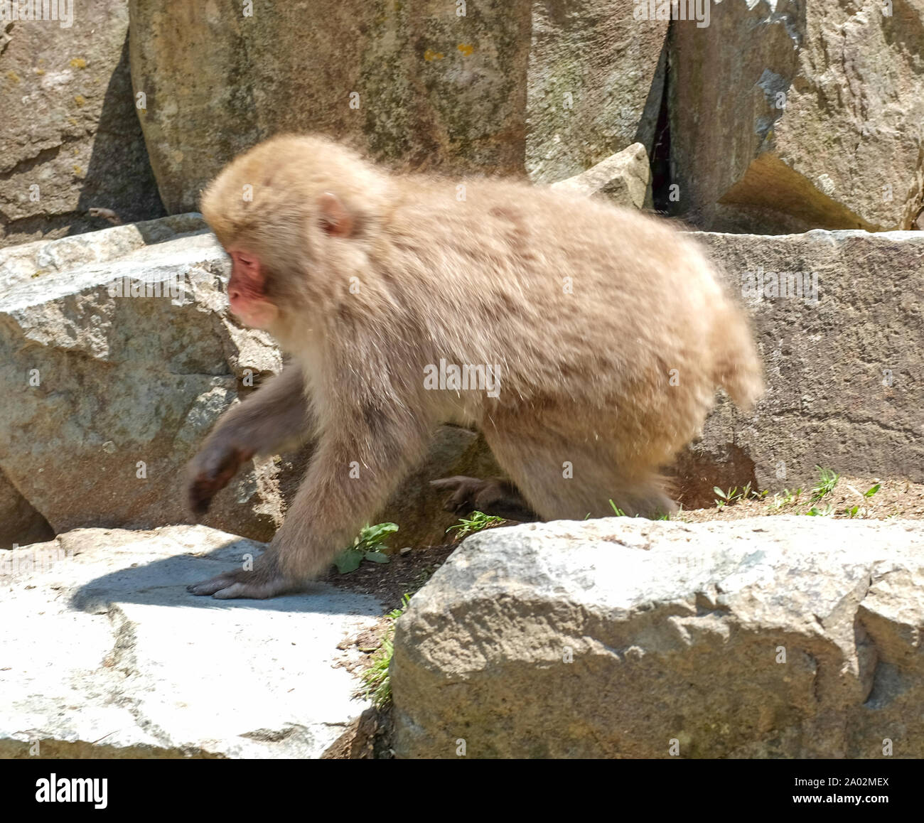 Jigokudani Monkey park, Yamanouchi, Yudanaka, Shibu Onsen, Nagano Stock ...