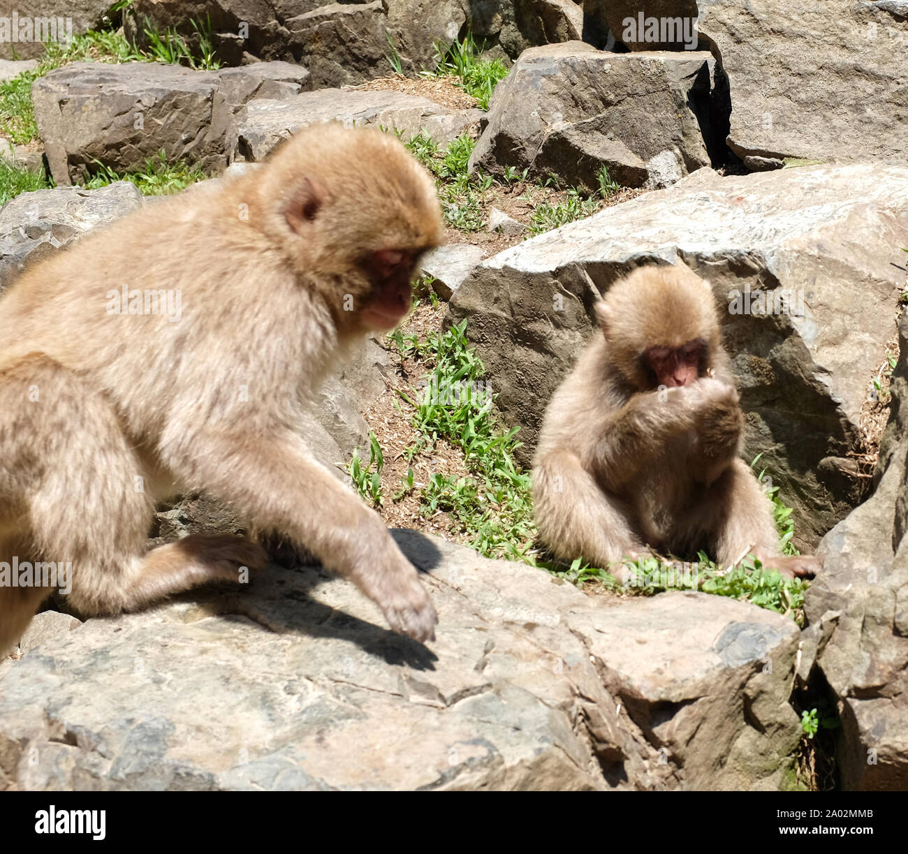 Jigokudani Monkey park, Yamanouchi, Yudanaka, Shibu Onsen, Nagano Stock ...
