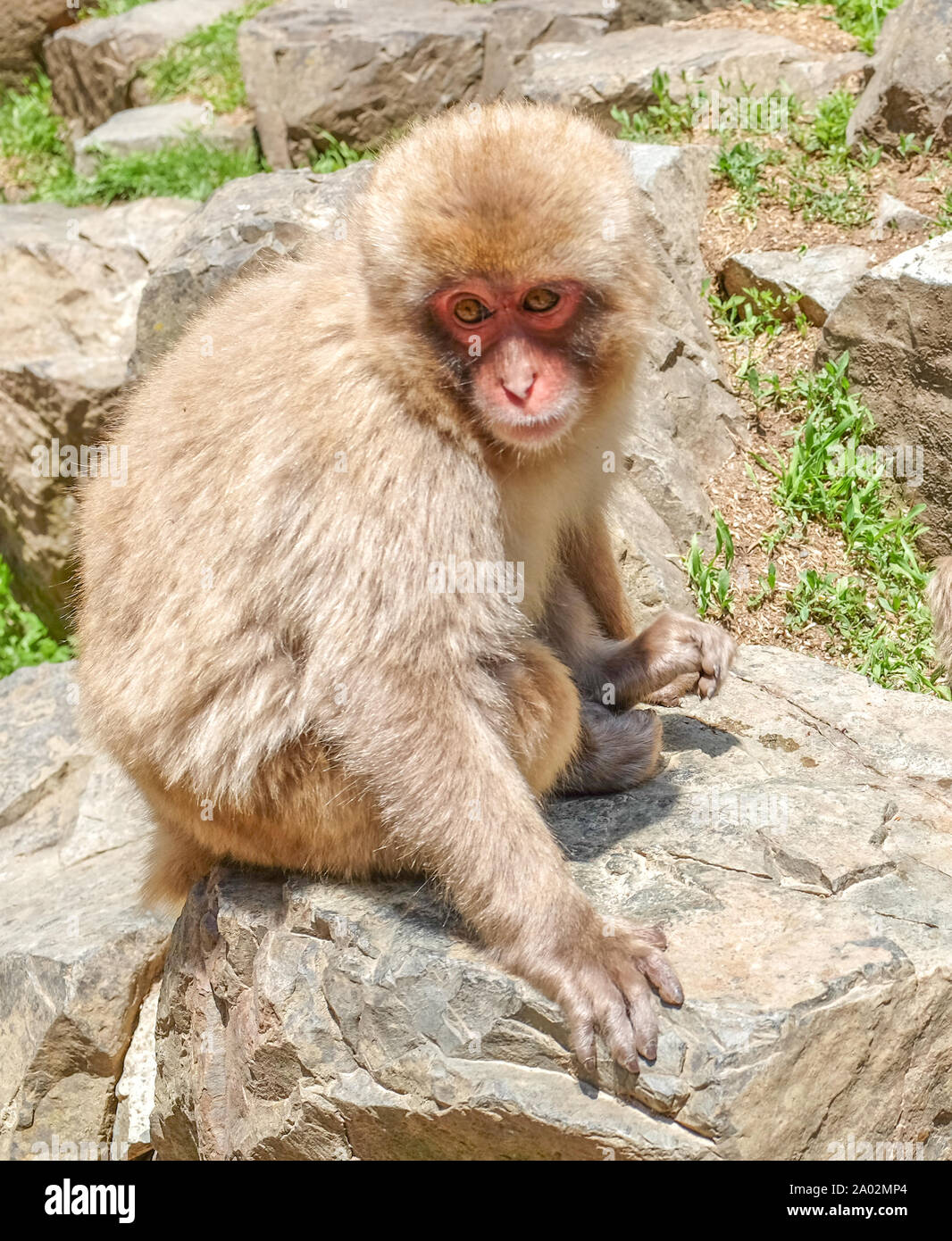 Jigokudani Monkey park, Yamanouchi, Yudanaka, Shibu Onsen, Nagano Stock ...