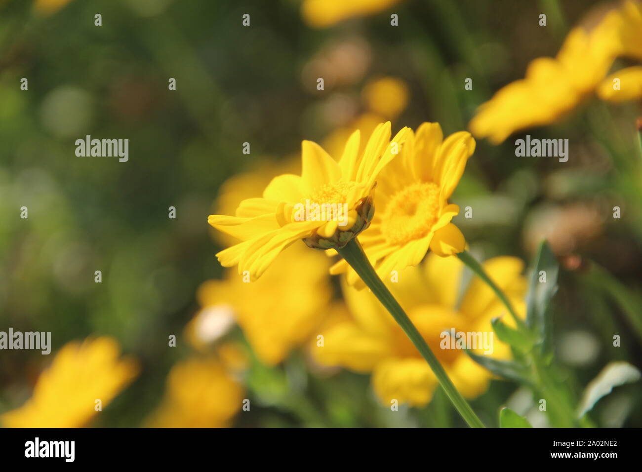 Delicate yellow flowers hi-res stock photography and images - Alamy