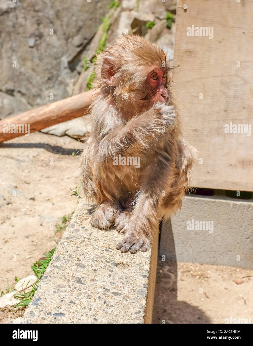 Jigokudani Monkey park, Yamanouchi, Yudanaka, Shibu Onsen, Nagano Stock ...