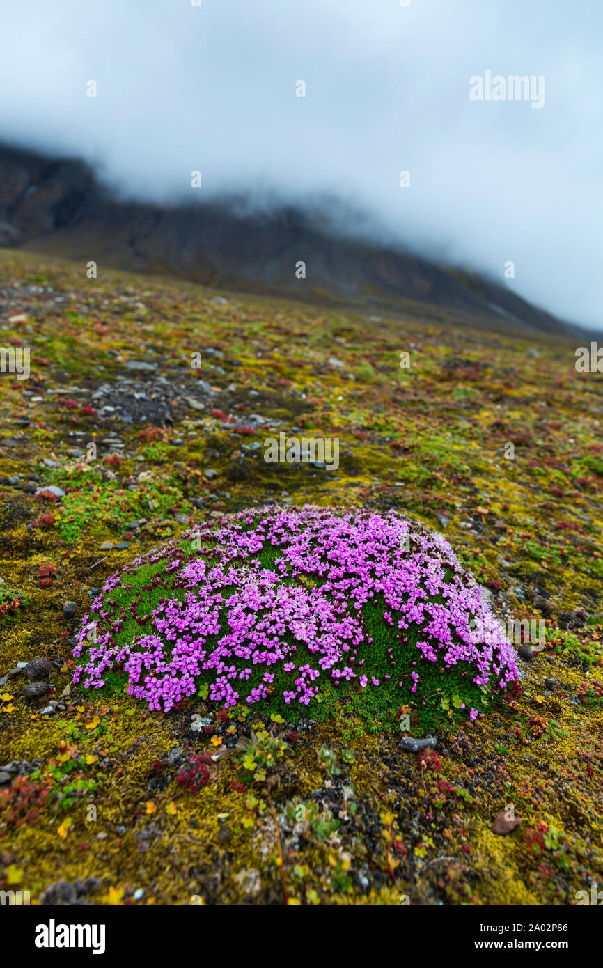 Wild flowers, Bellsund, Svalbard Islands, Artic Ocean, Norway, Europe ...