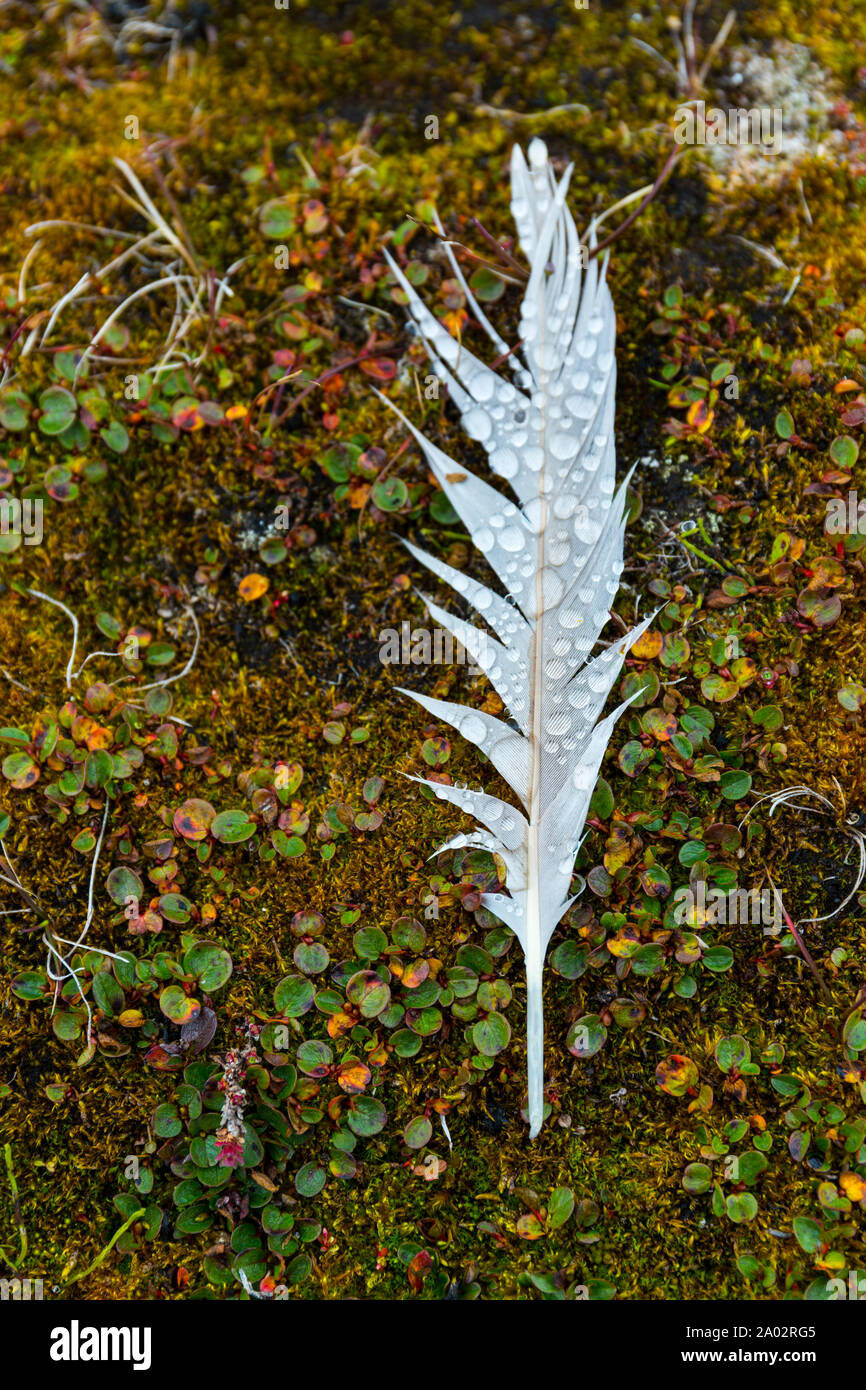 Bellsund, Svalbard Islands, Artic Ocean, Norway, Europe Stock Photo - Alamy
