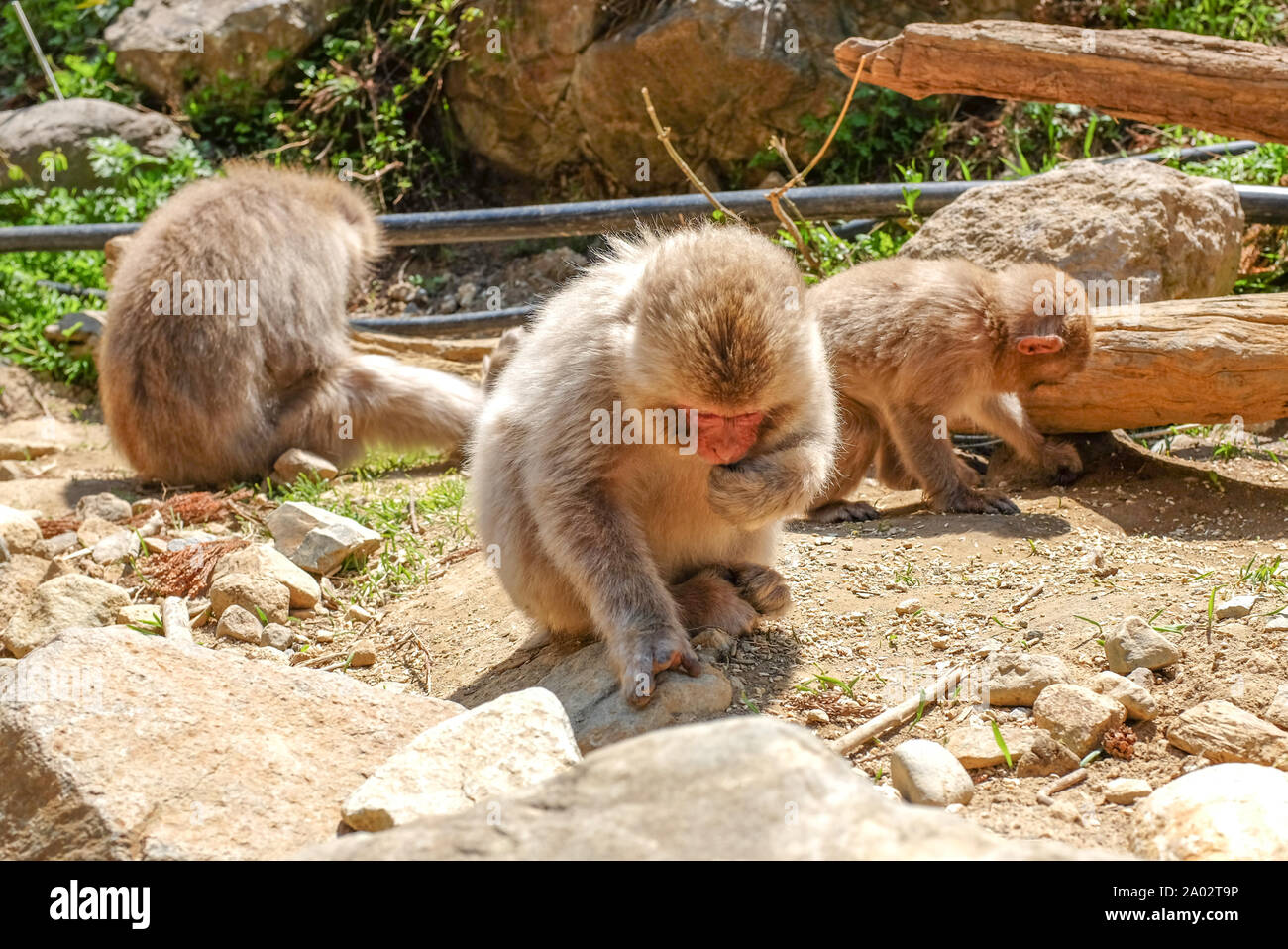 Jigokudani Monkey park, Yamanouchi, Yudanaka, Shibu Onsen, Nagano Stock ...