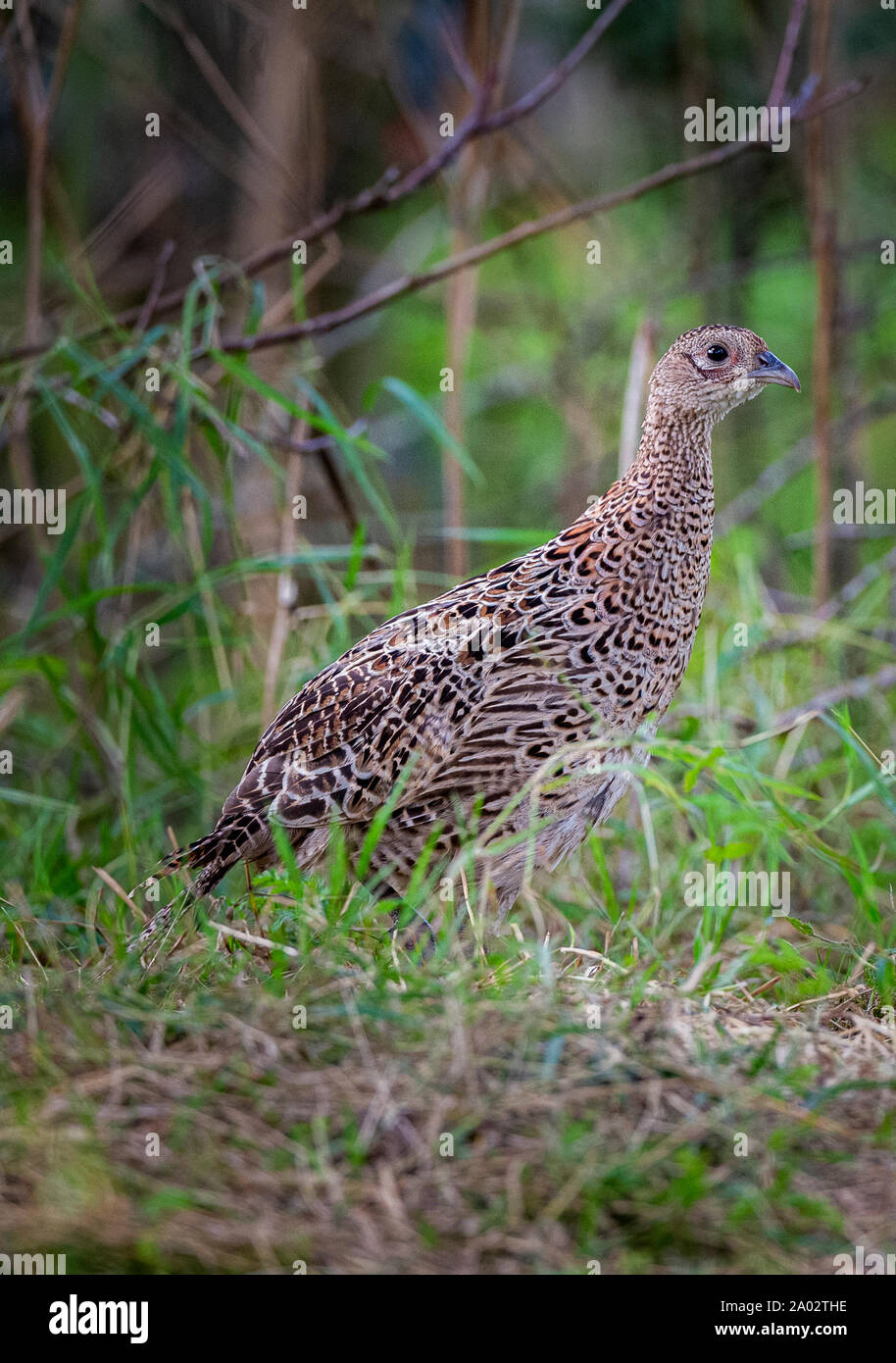 Ten week old pheasant chicks, (Phasianus colchicus) often known as ...
