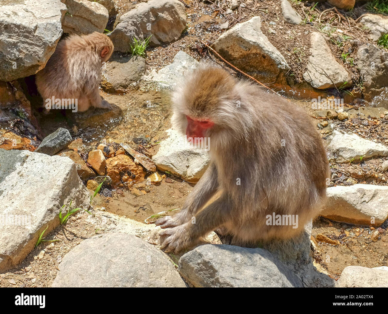 Jigokudani Monkey park, Yamanouchi, Yudanaka, Shibu Onsen, Nagano Stock ...