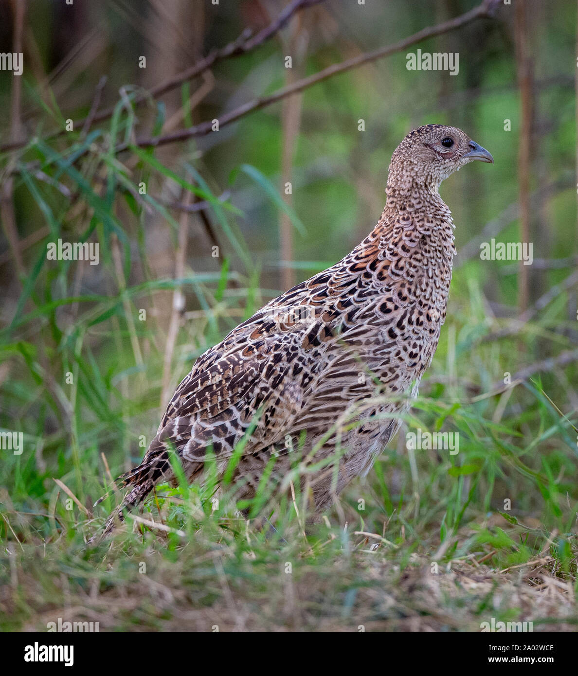 Ten week old pheasant chicks, (Phasianus colchicus) often known as ...