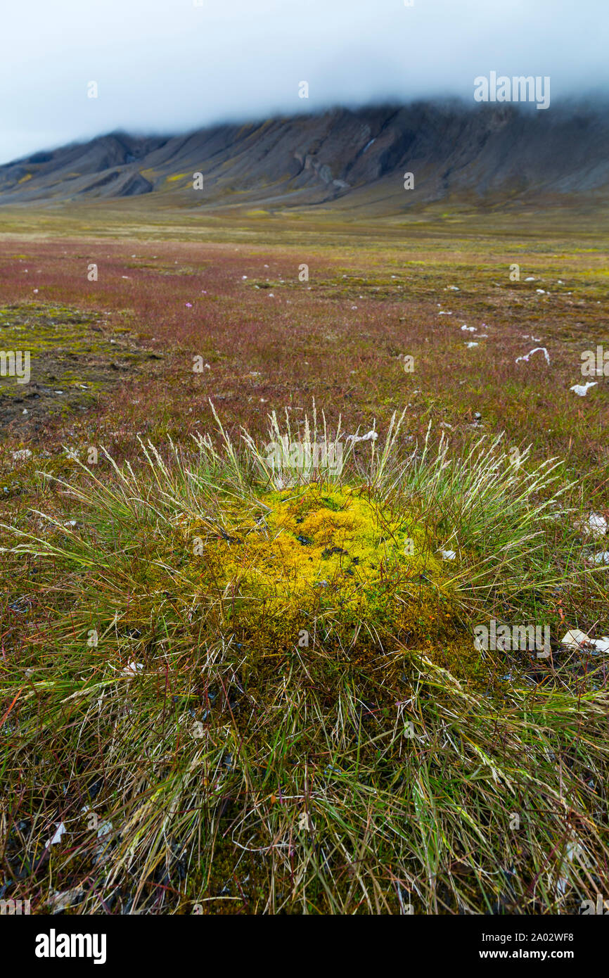 Bellsund, Svalbard Islands, Artic Ocean, Norway, Europe Stock Photo - Alamy