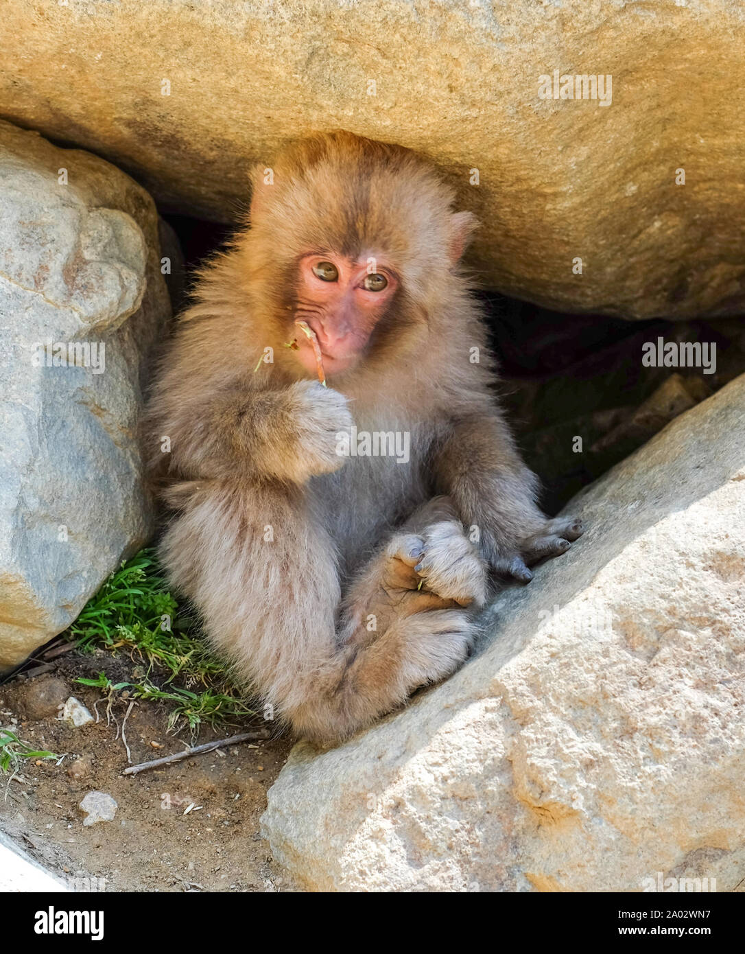 Jigokudani Monkey park, Yamanouchi, Yudanaka, Shibu Onsen, Nagano Stock ...