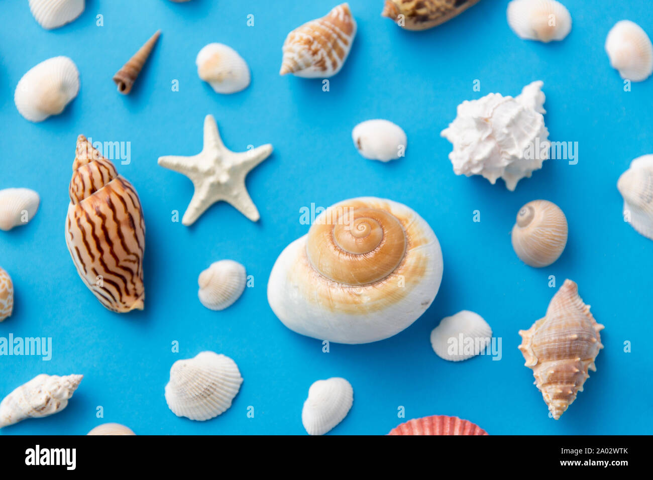different sea shells on blue background Stock Photo - Alamy