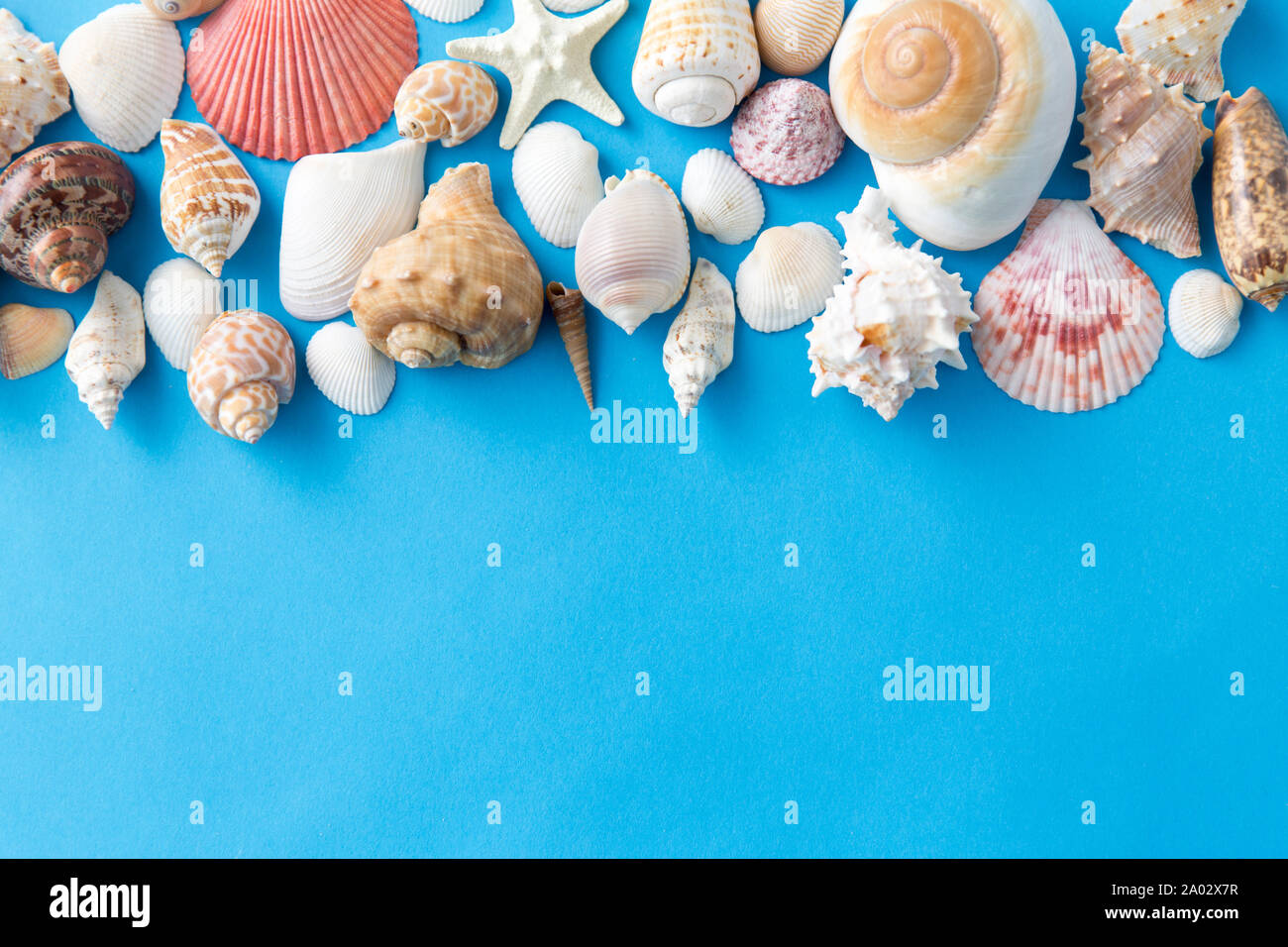 different sea shells on blue background Stock Photo - Alamy
