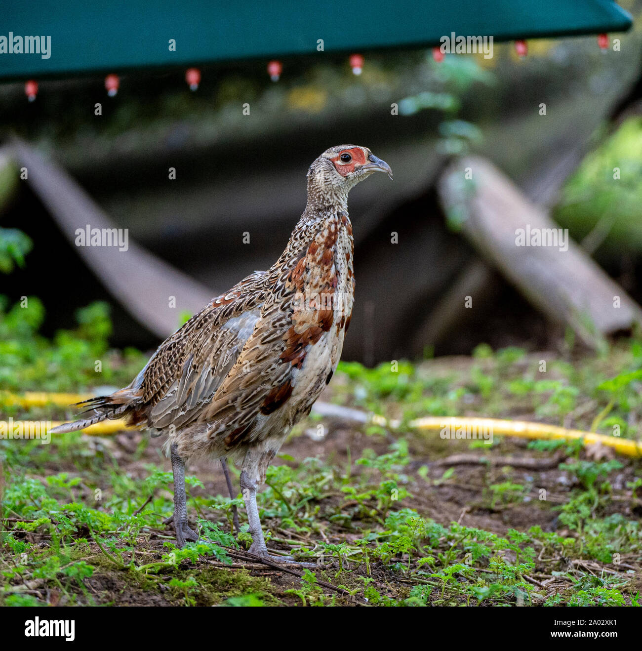 Ten week old pheasant chicks, (Phasianus colchicus) often known as ...