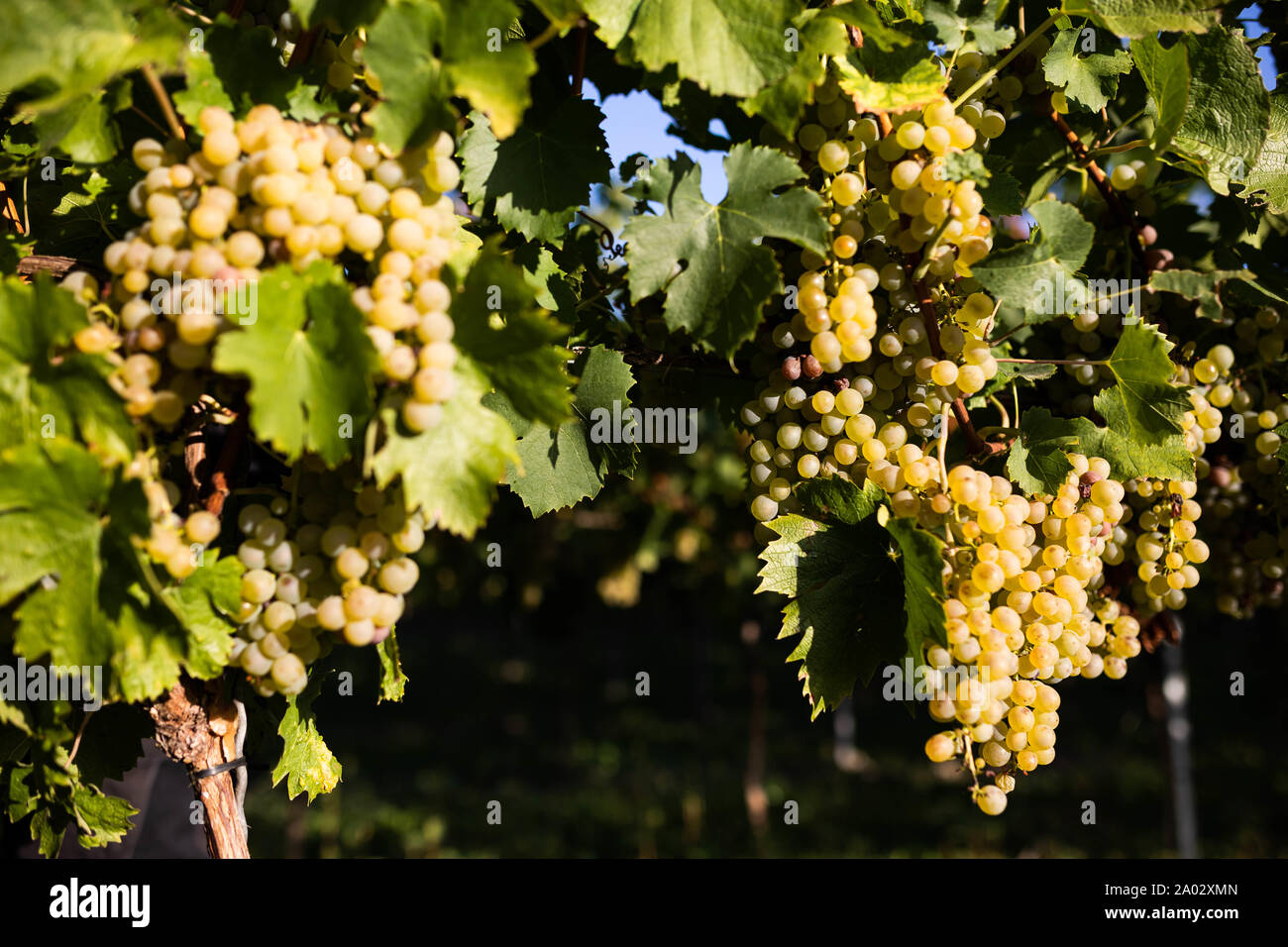 Müller thurgau grape variety hi-res stock photography and images - Alamy