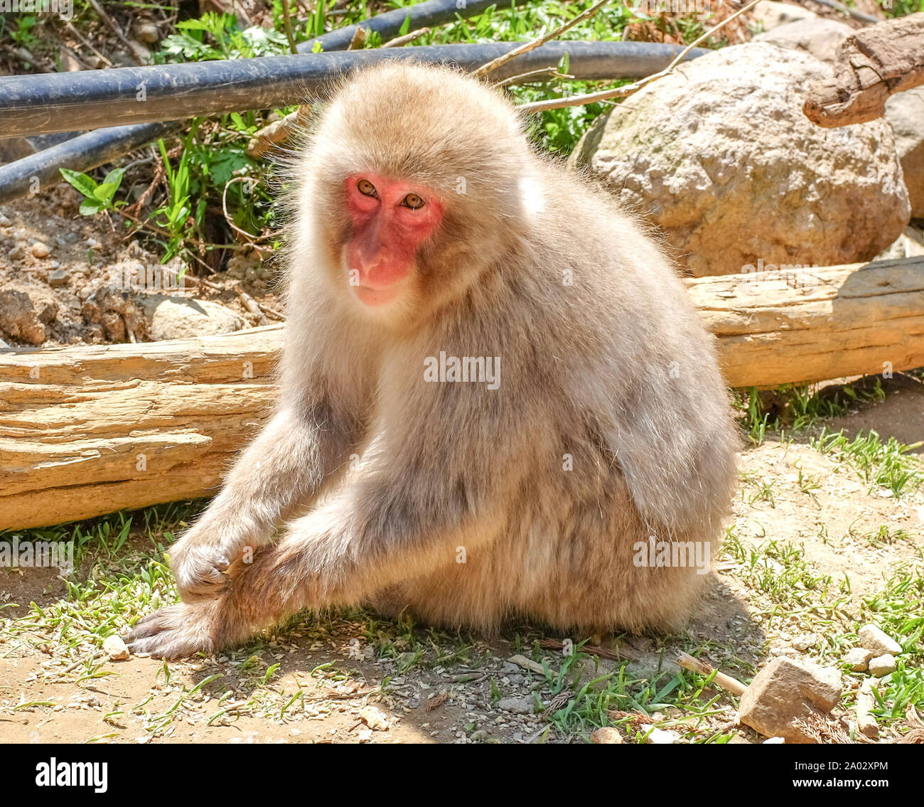 Jigokudani Monkey park, Yamanouchi, Yudanaka, Shibu Onsen, Nagano Stock ...