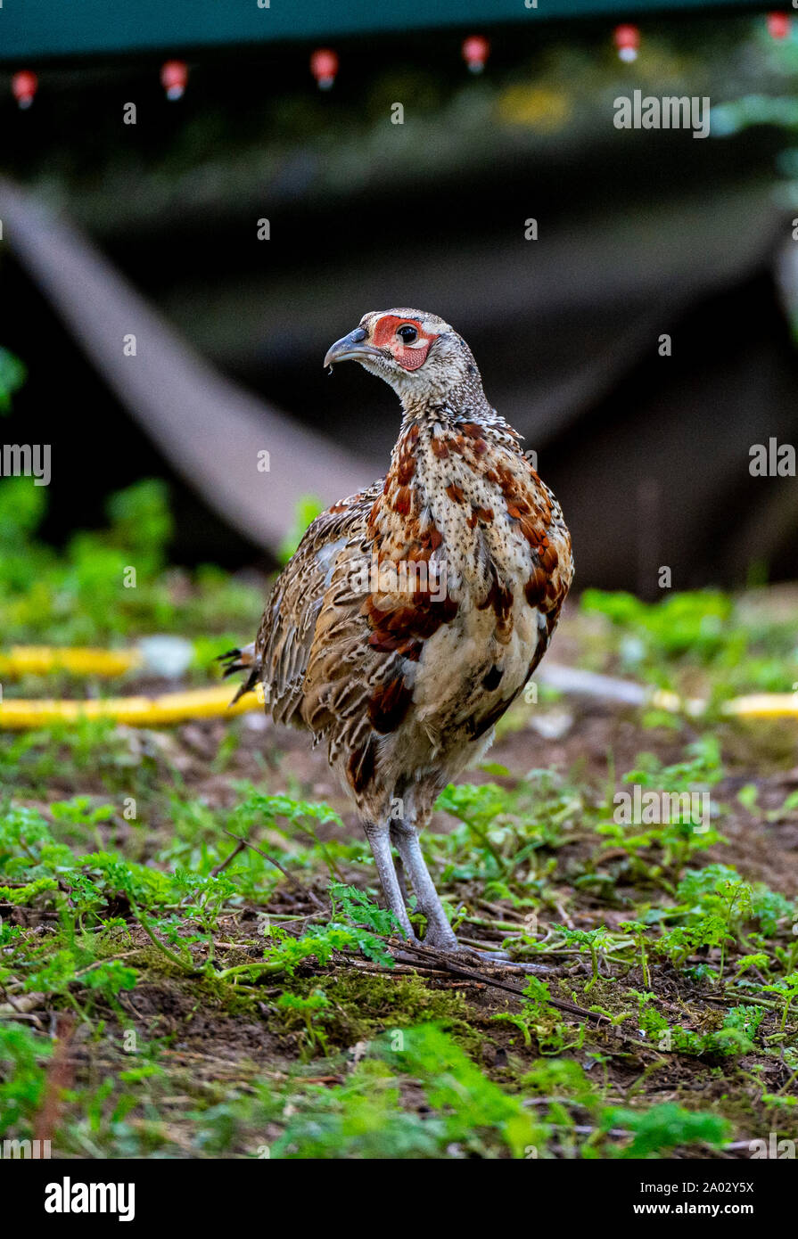 Ten week old pheasant chicks, (Phasianus colchicus) often known as ...