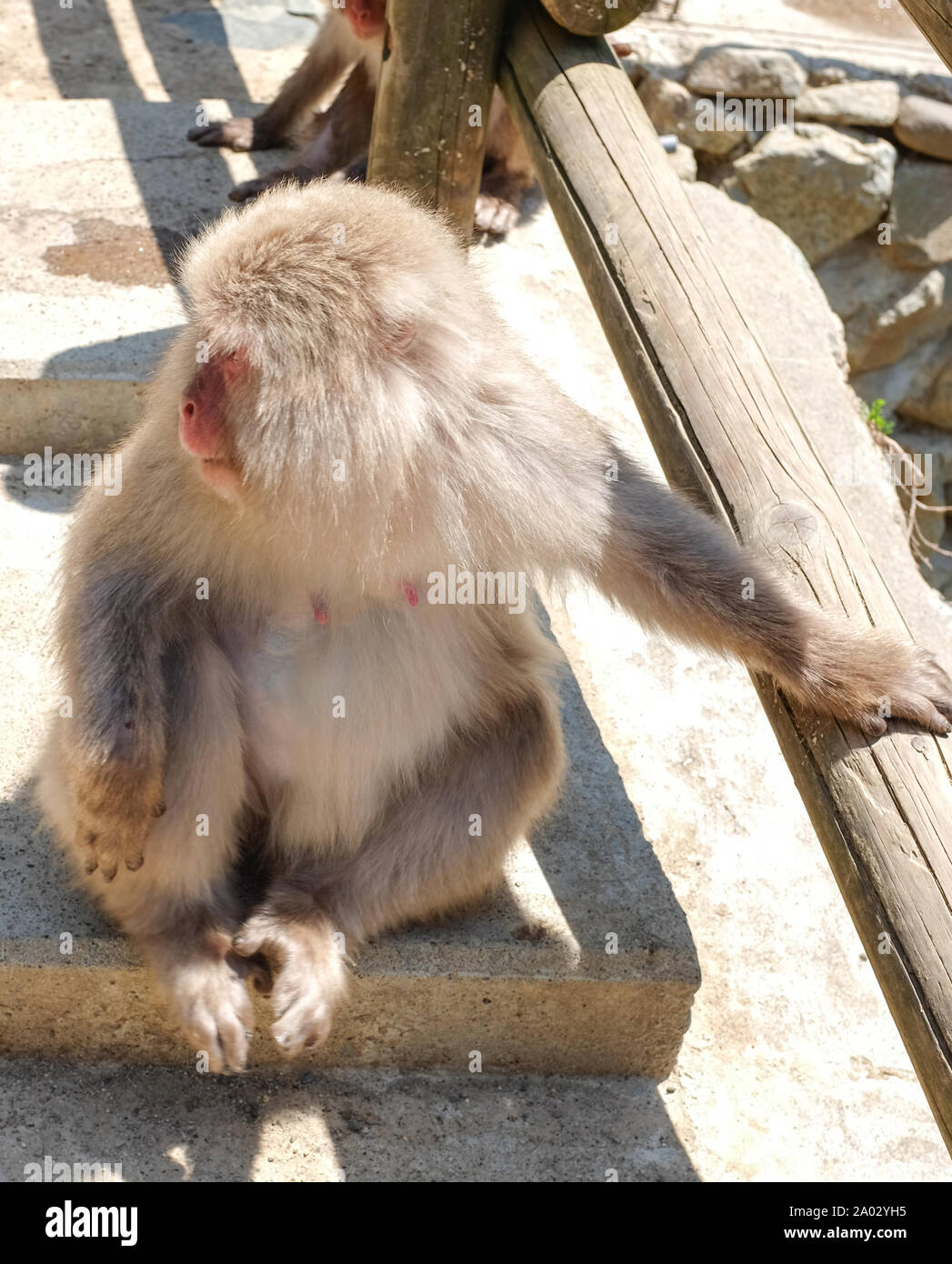 Jigokudani Monkey park, Yamanouchi, Yudanaka, Shibu Onsen, Nagano Stock ...