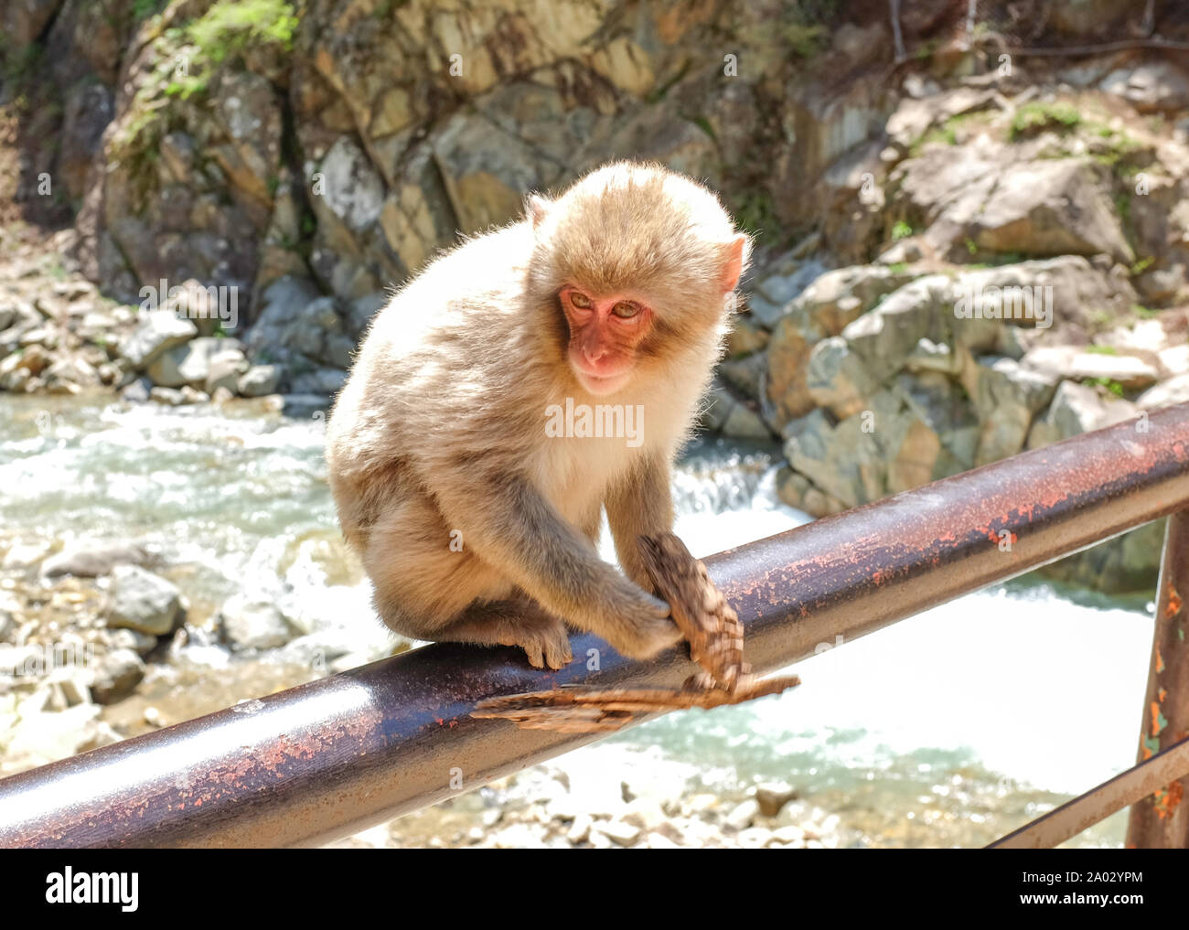 Jigokudani Monkey park, Yamanouchi, Yudanaka, Shibu Onsen, Nagano Stock ...