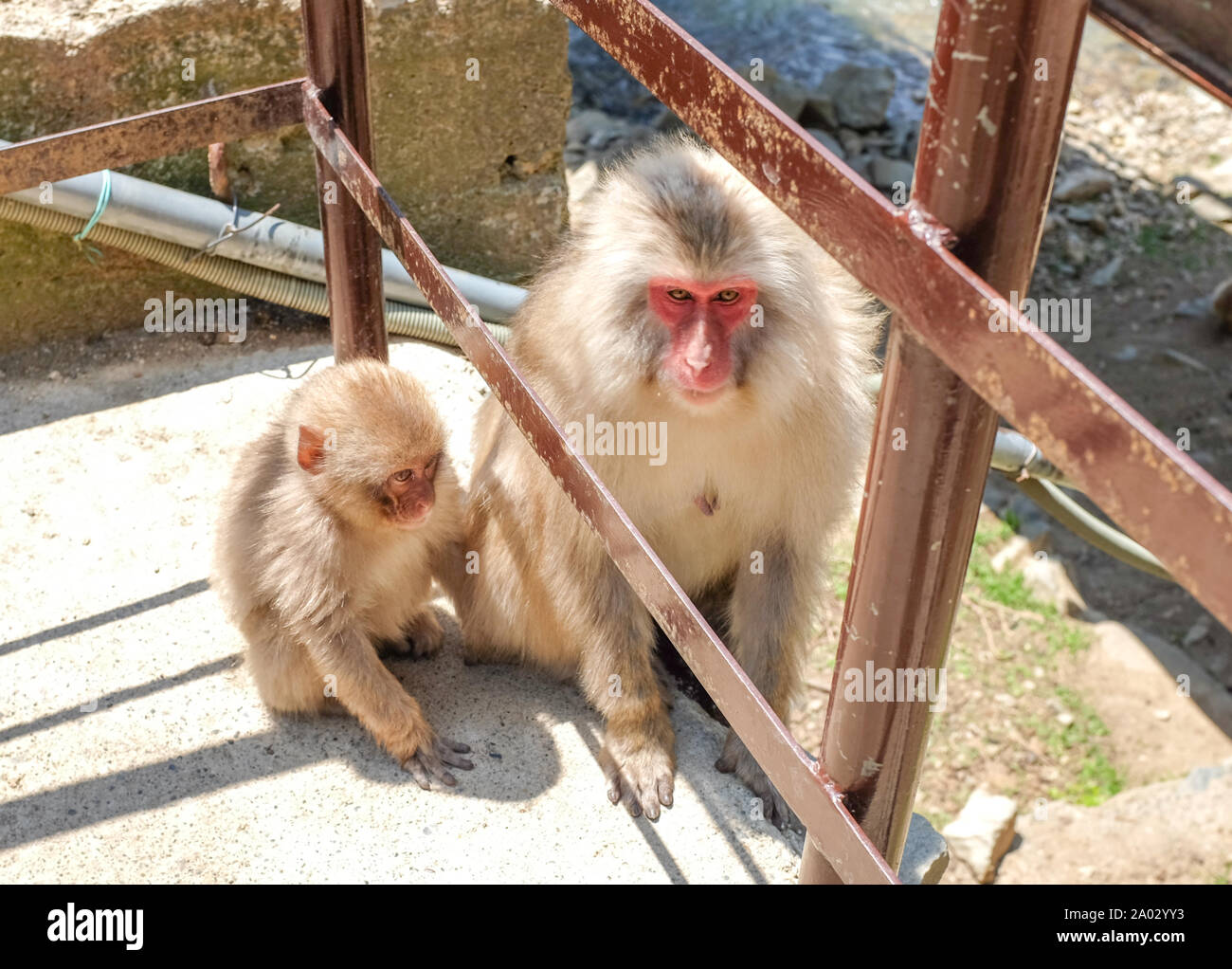 Jigokudani Monkey park, Yamanouchi, Yudanaka, Shibu Onsen, Nagano Stock ...
