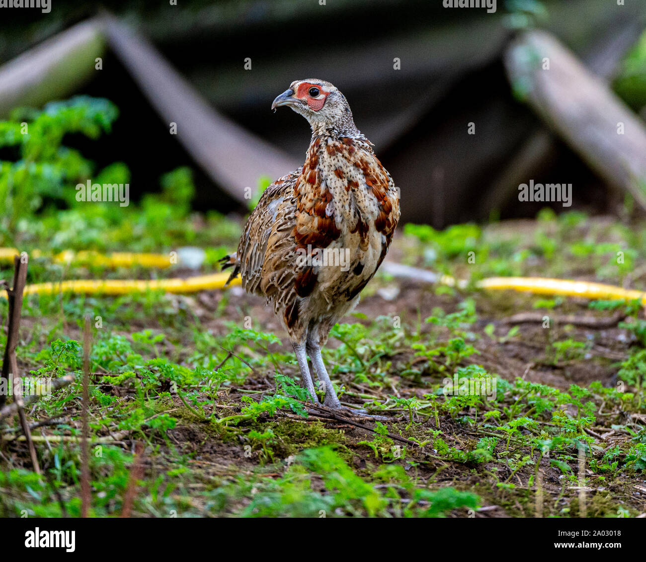 Ten week old pheasant chicks, (Phasianus colchicus) often known as ...
