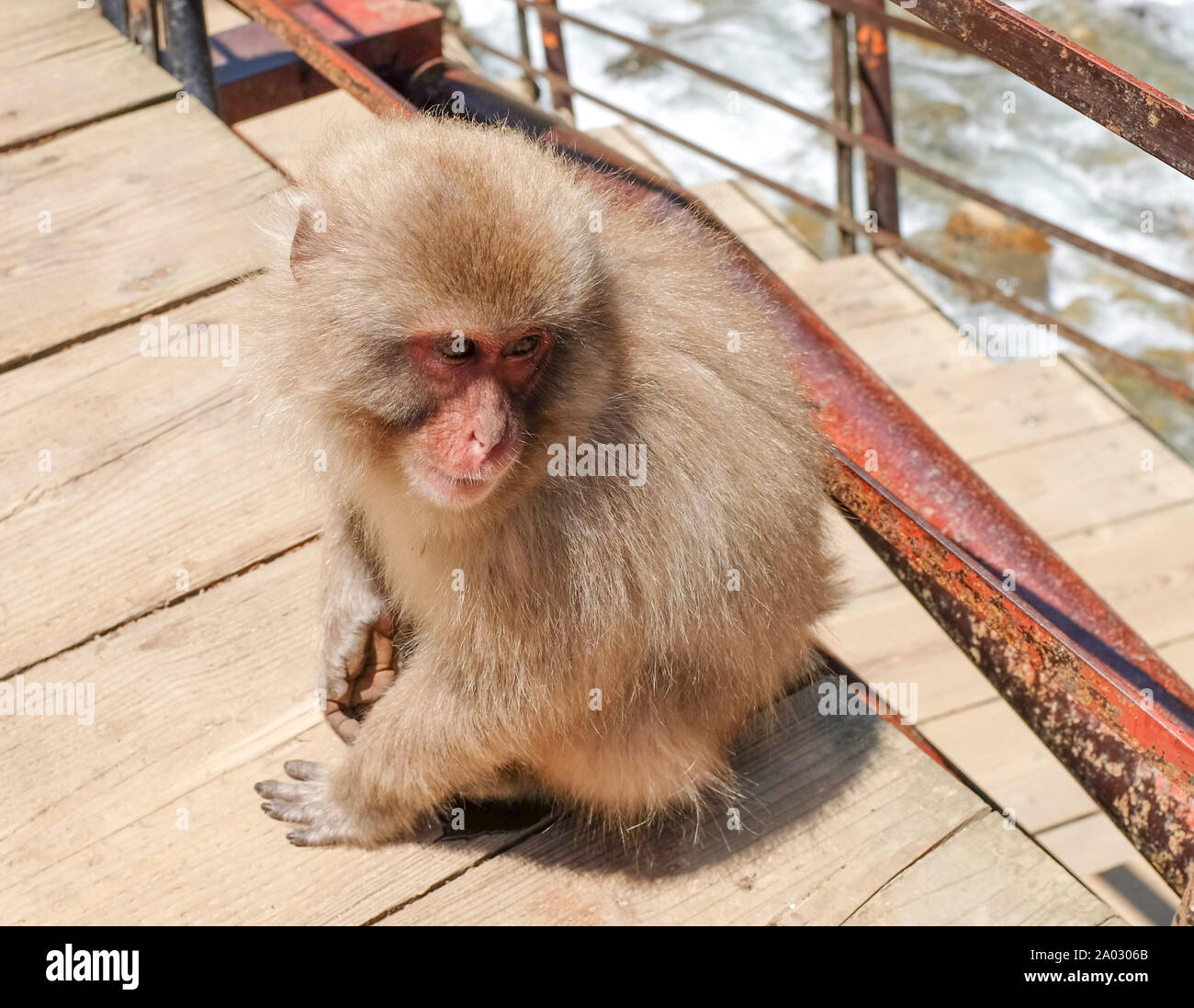 Jigokudani Monkey park, Yamanouchi, Yudanaka, Shibu Onsen, Nagano Stock ...