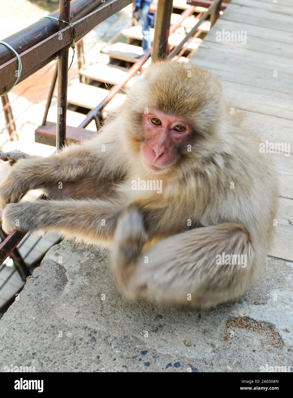 Jigokudani Monkey park, Yamanouchi, Yudanaka, Shibu Onsen, Nagano Stock ...
