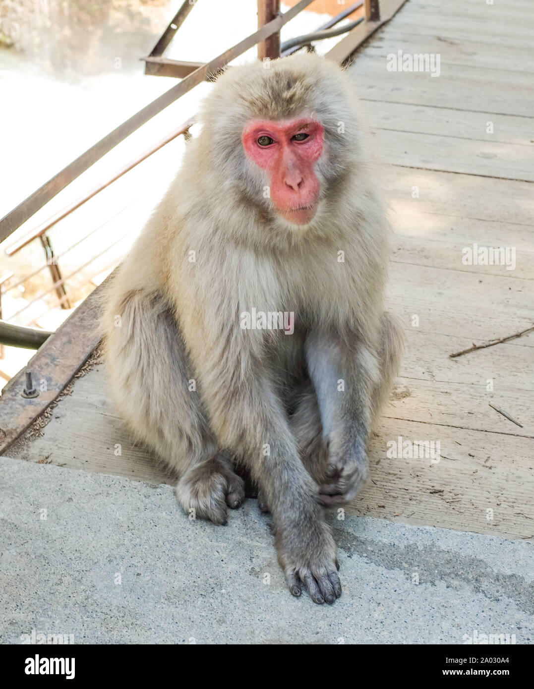 Jigokudani Monkey park, Yamanouchi, Yudanaka, Shibu Onsen, Nagano Stock ...